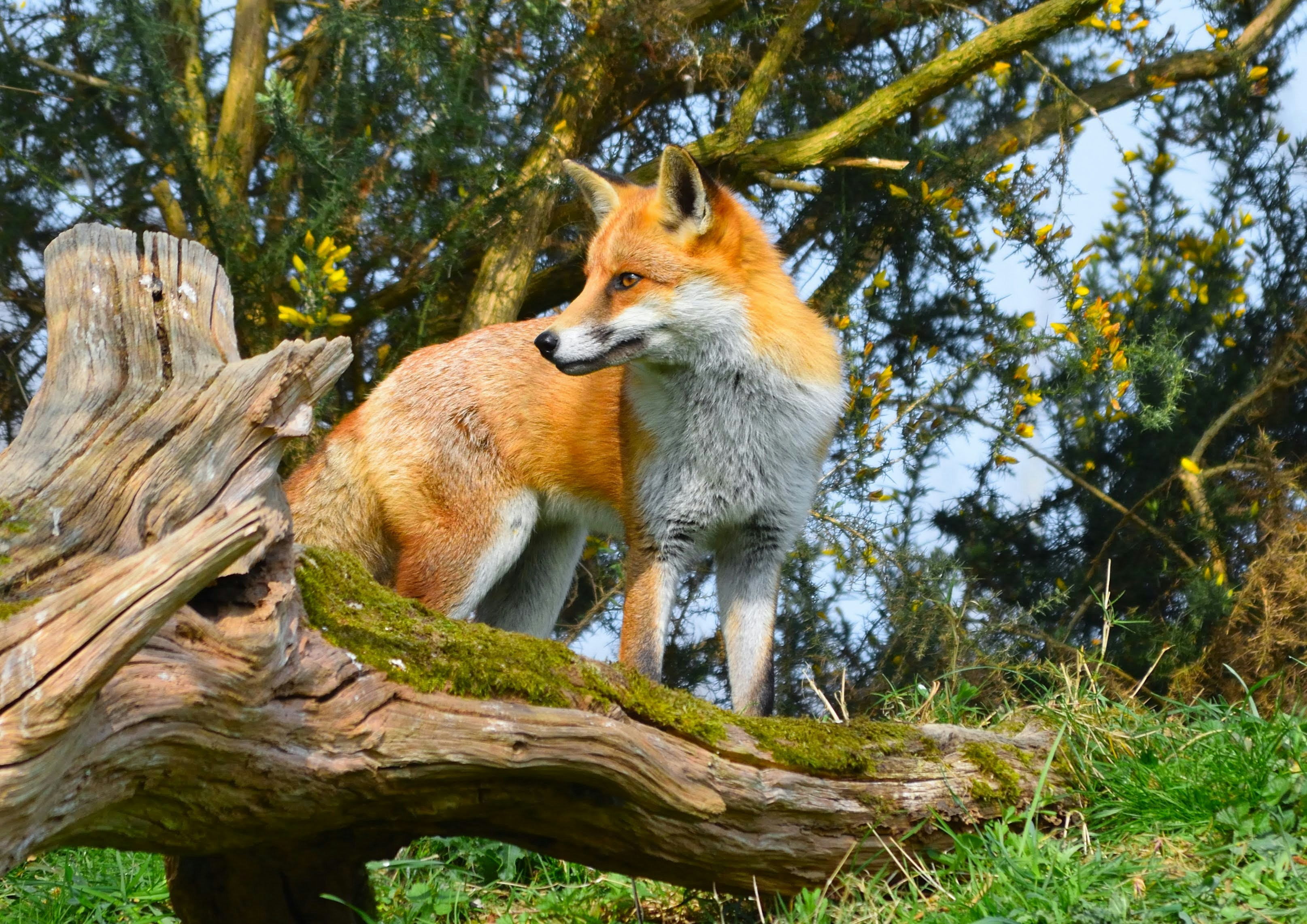 A fox standing on a tree branch photo – Free Dog Image on Unsplash