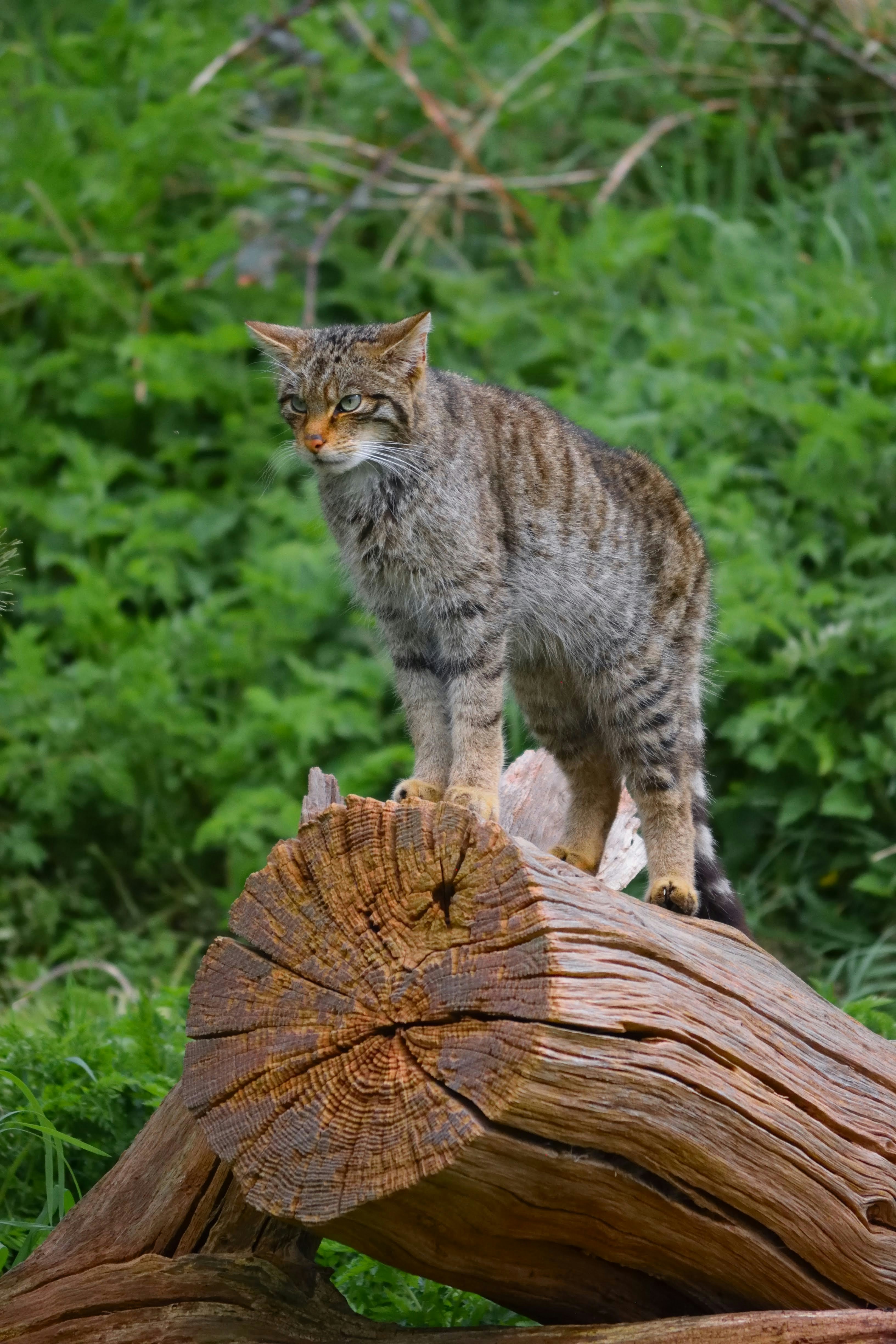 A cat standing on a log photo – Free Image on Unsplash