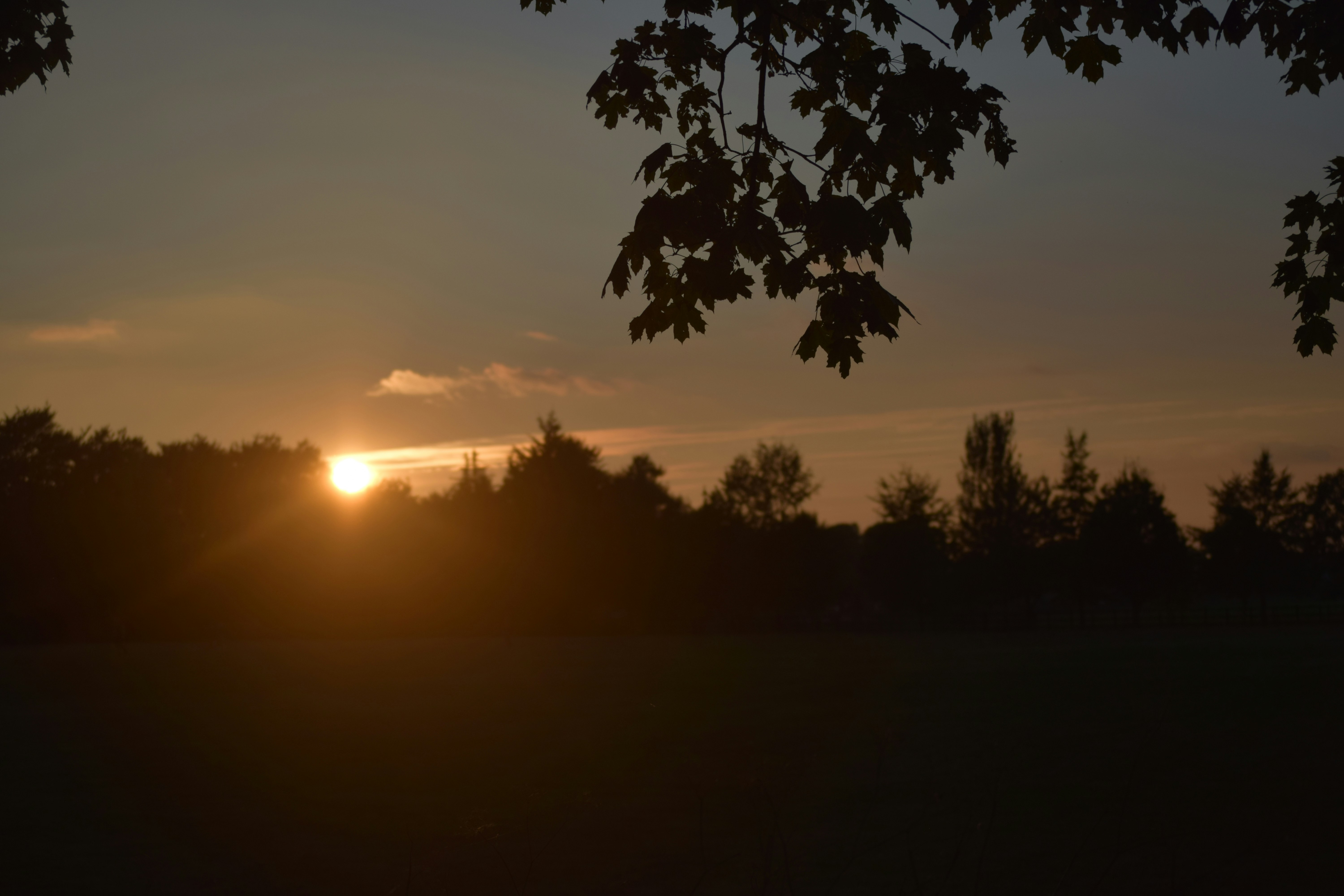 A sunset over a forest photo – Free Nature Image on Unsplash