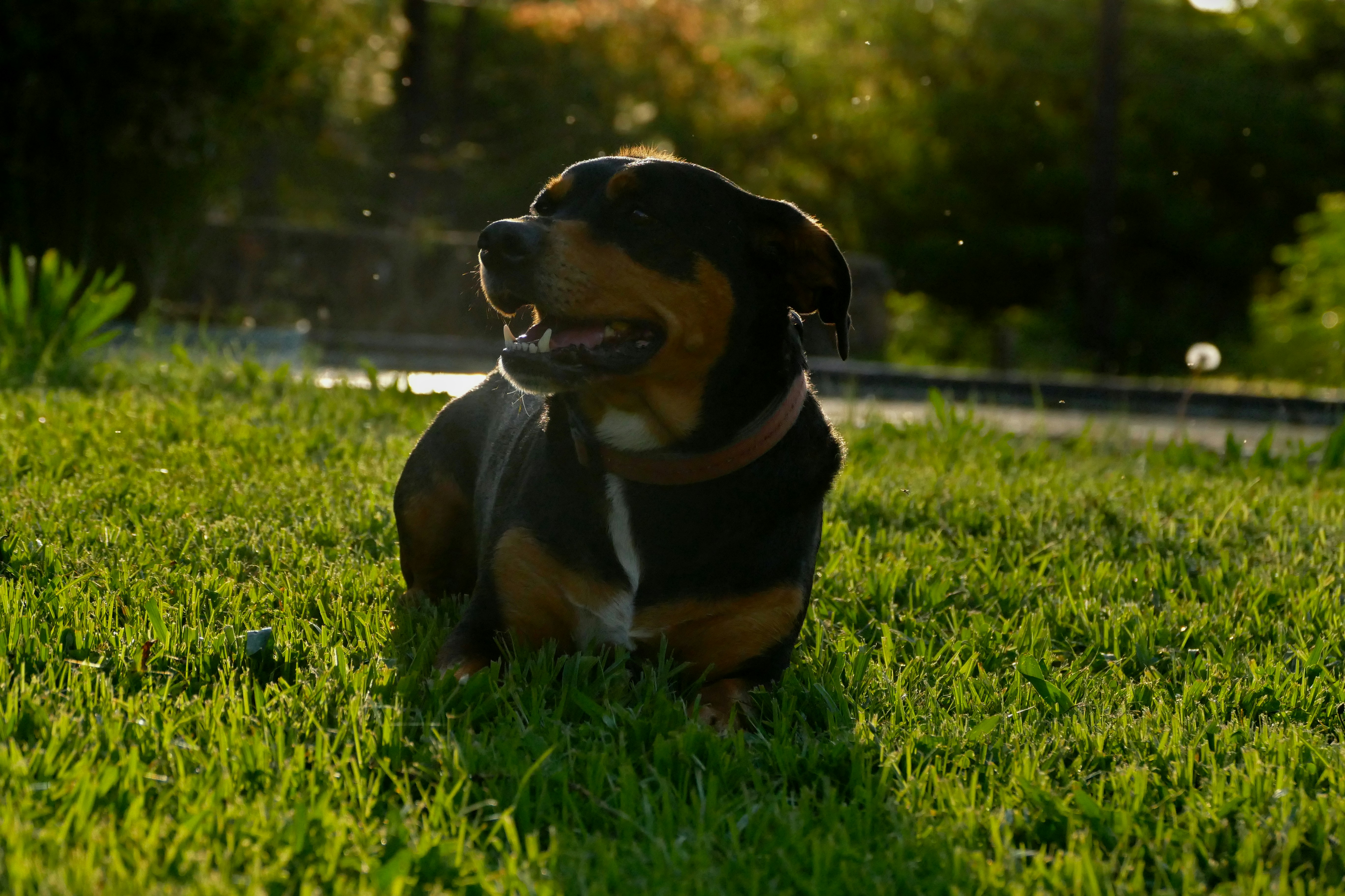 a dog sitting in the grass