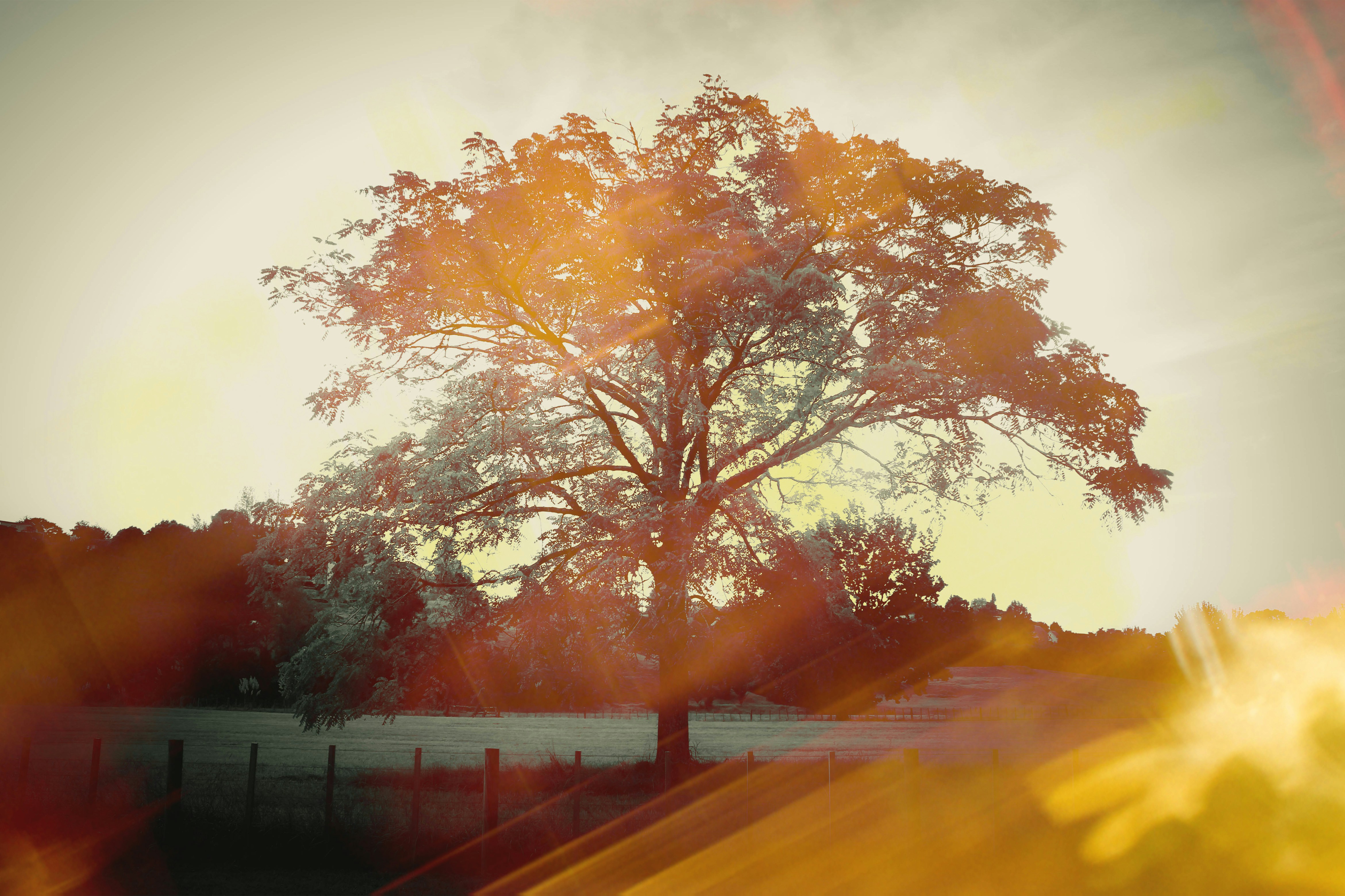 A large explosion in a field photo – Free Tree background Image on Unsplash