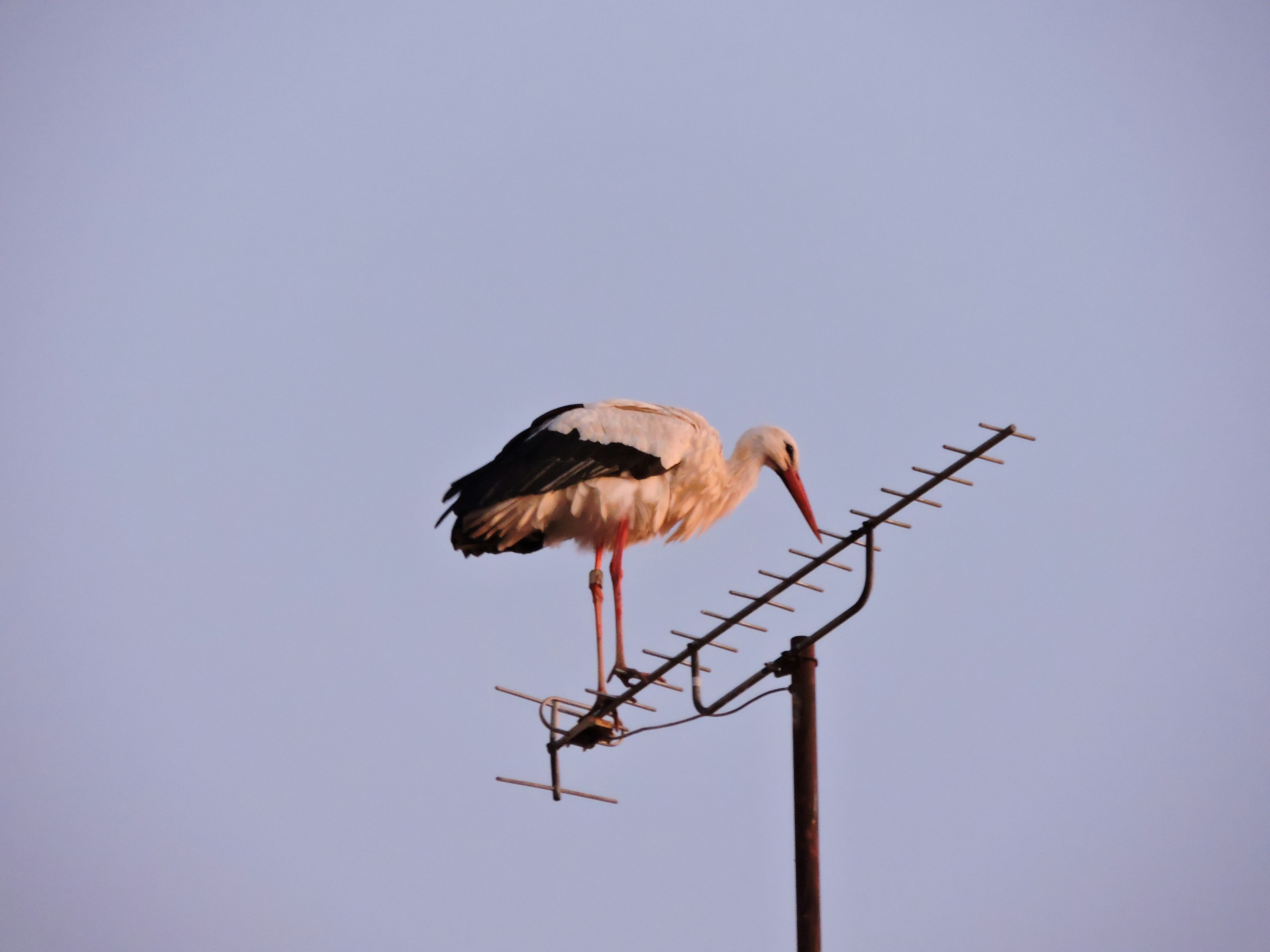 A stork elegantly balances on a television antenna against a pastel sky. The scene captures the bird's poise and the juxtaposition of nature and urban life.