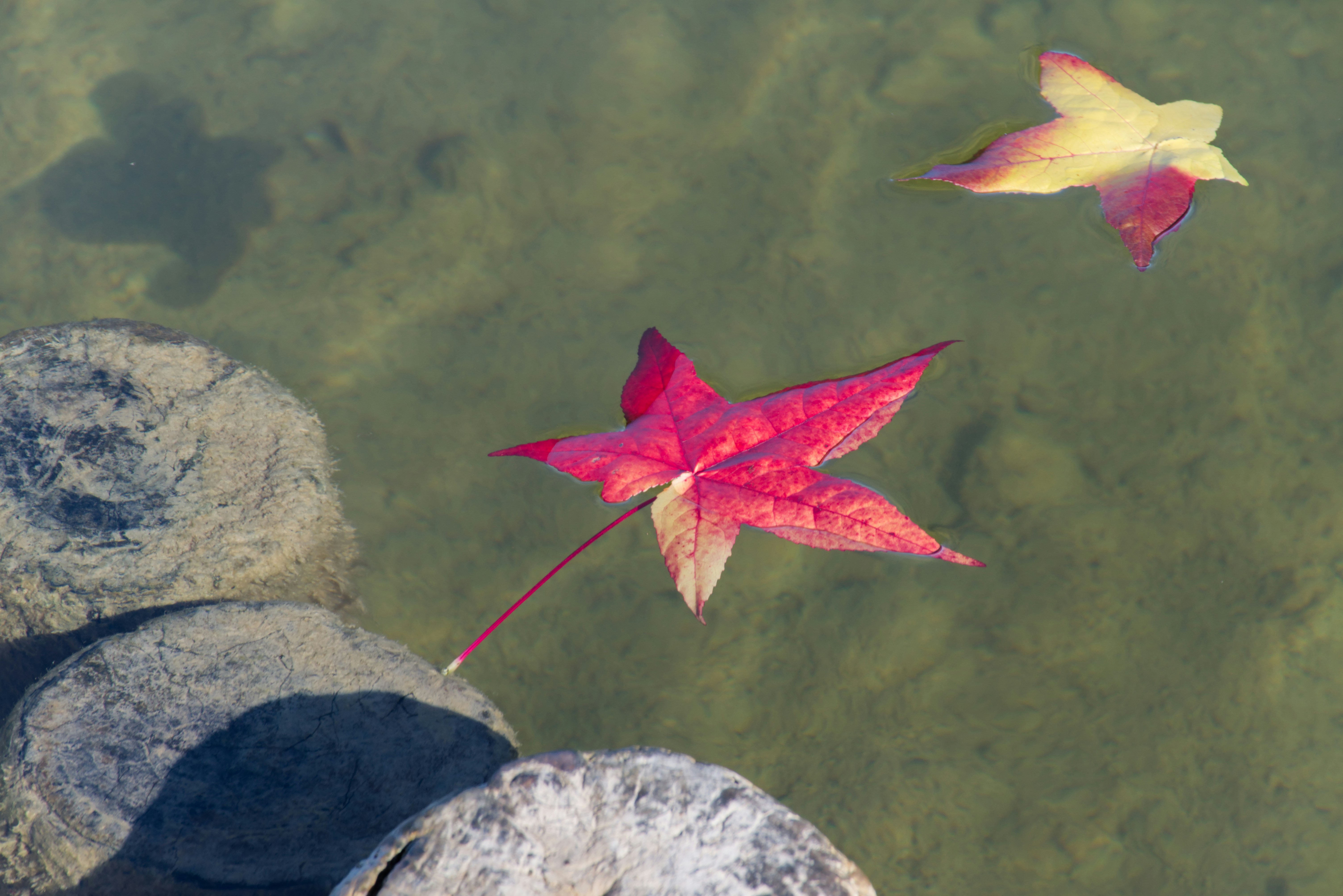 Crimson Maple Leaf Drifts Over Stones in a Quiet Pool