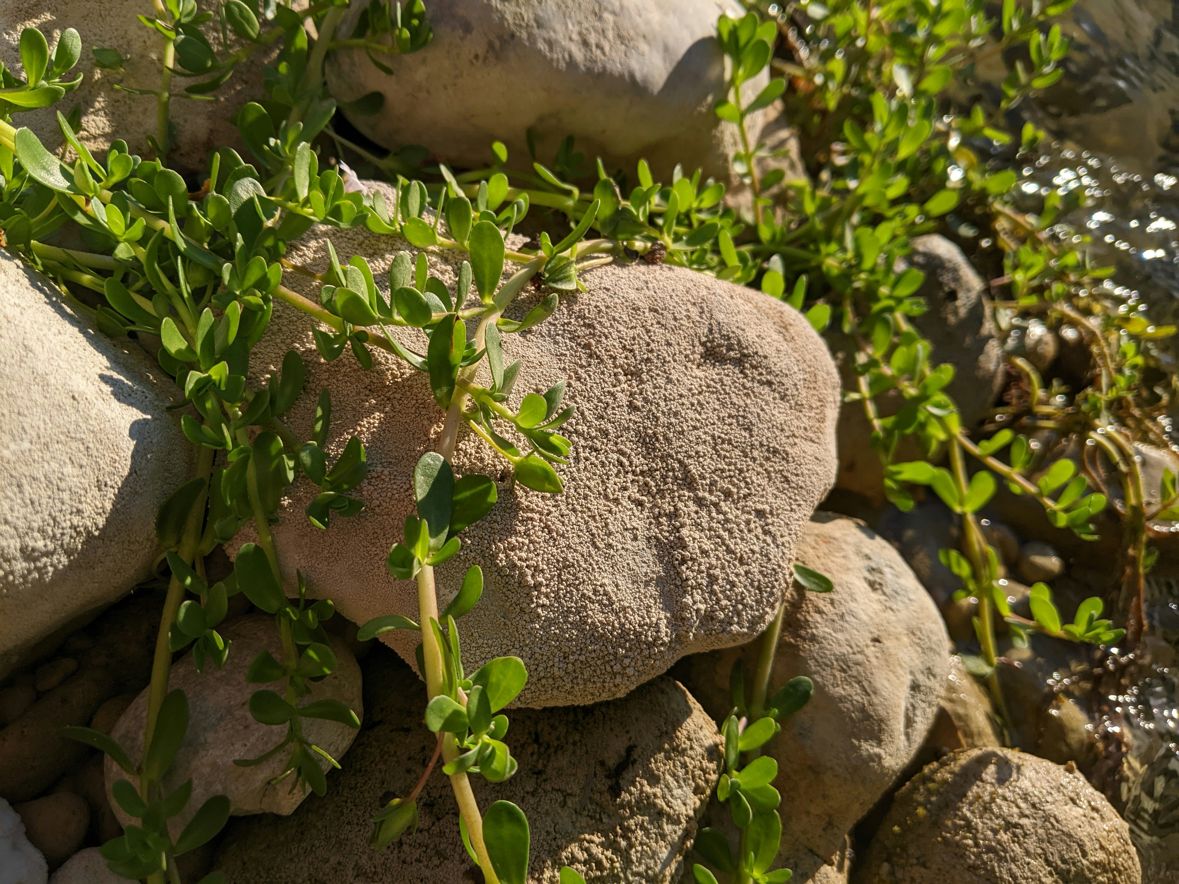Sunlit Pebble Mosaic: creeping greens weave through rounded stones