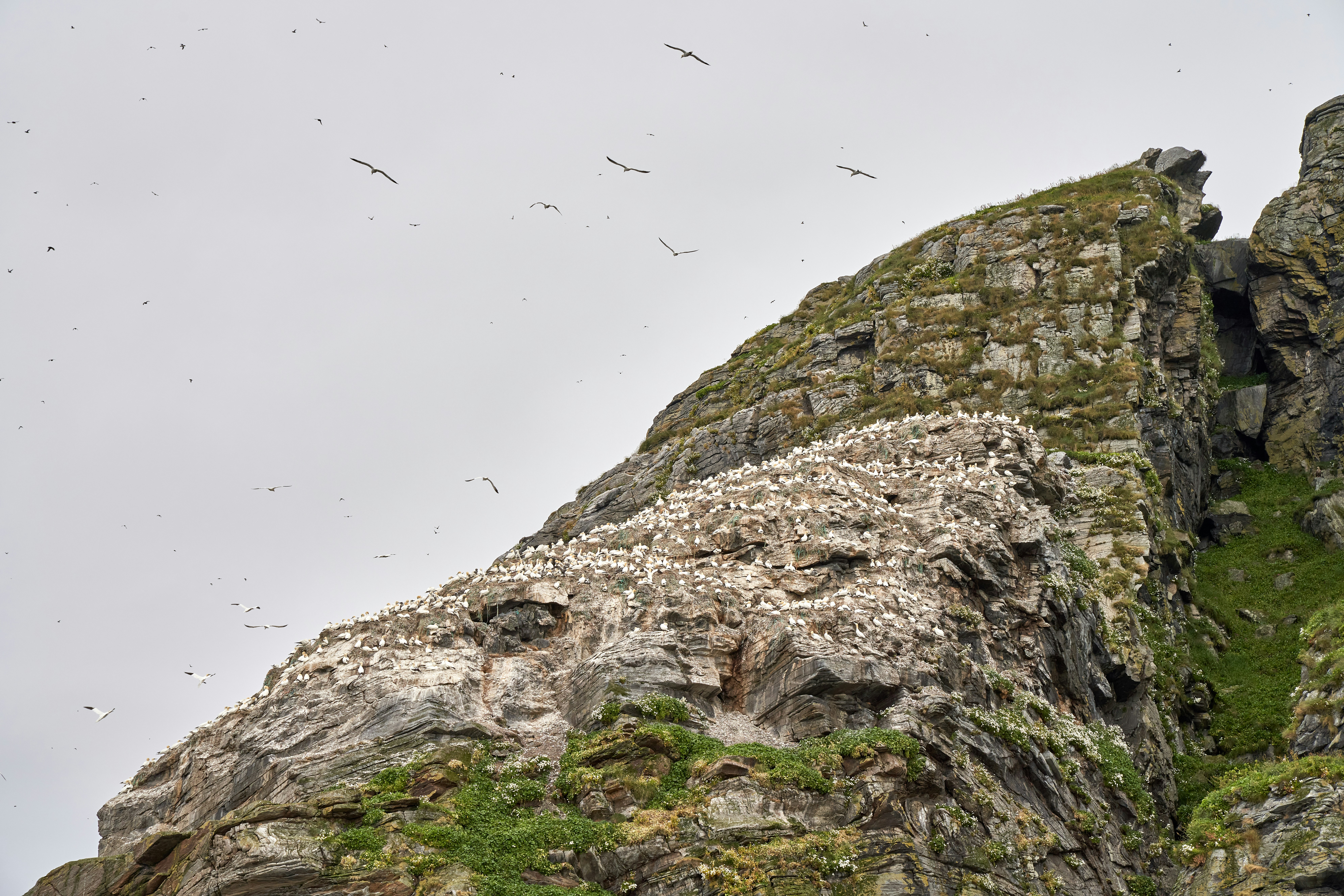 A group of birds flying over a rocky cliff photo – Free Gjesvær Image ...