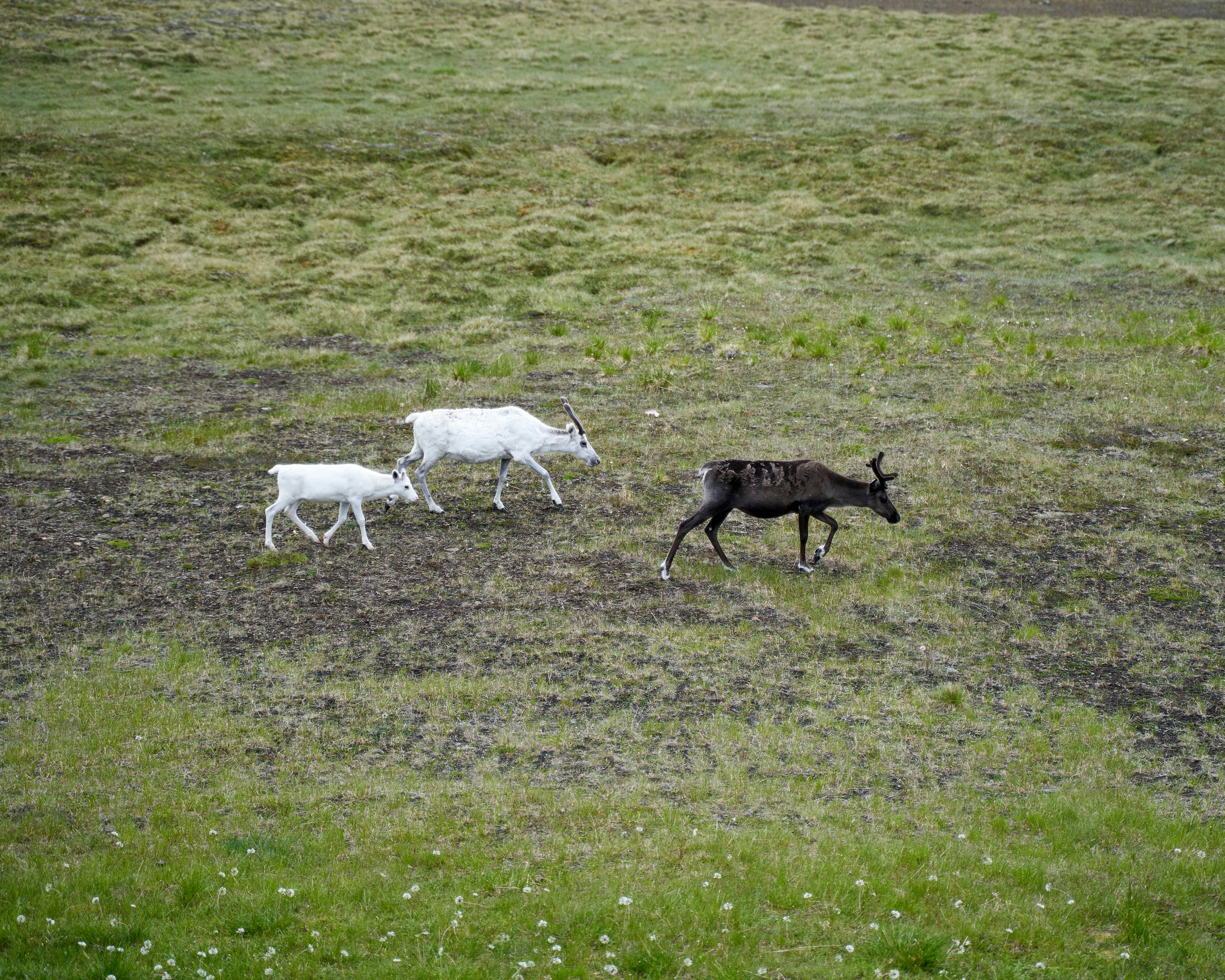 A group of animals running in a field photo – Free Nordkapp Image on ...