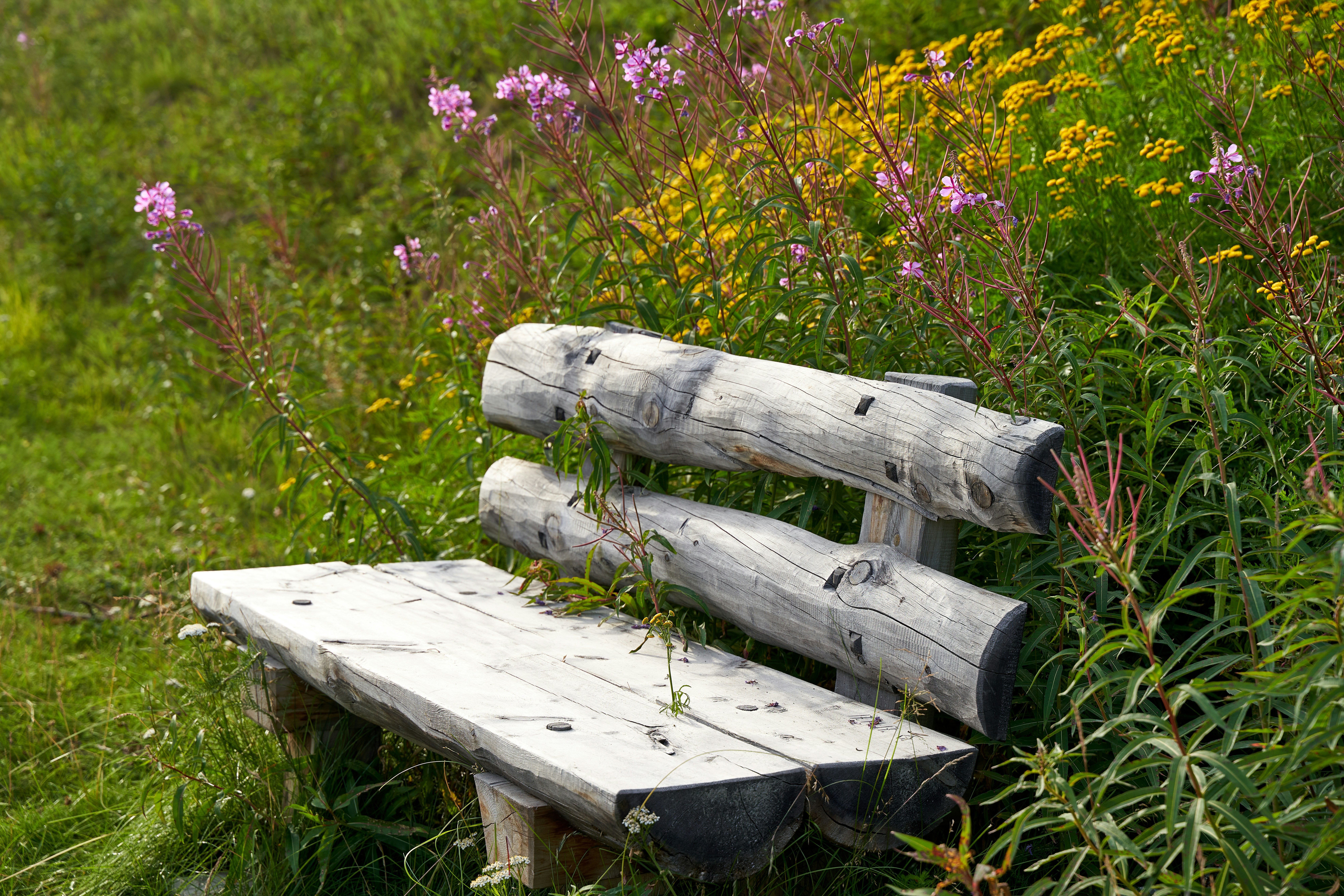 Weathered Wood Bench Amid a Meadow of Pink and Gold Wildflowers