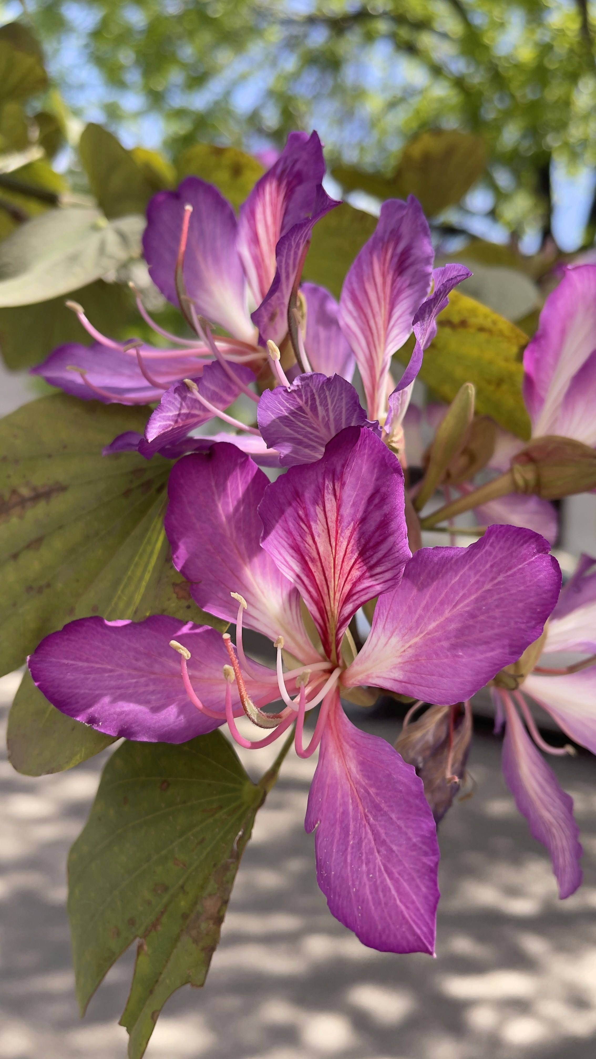 Purple flowers with white accents bloom amidst lush green leaves under a clear blue sky.
