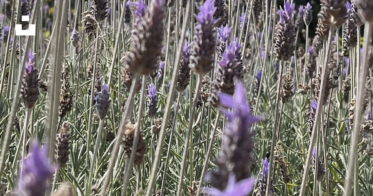 Un gros plan de fleurs violettes photo – Photo Bolivie Gratuite sur ... Un gros plan de fleurs violettes photo – Photo Bolivie Gratuite sur ...