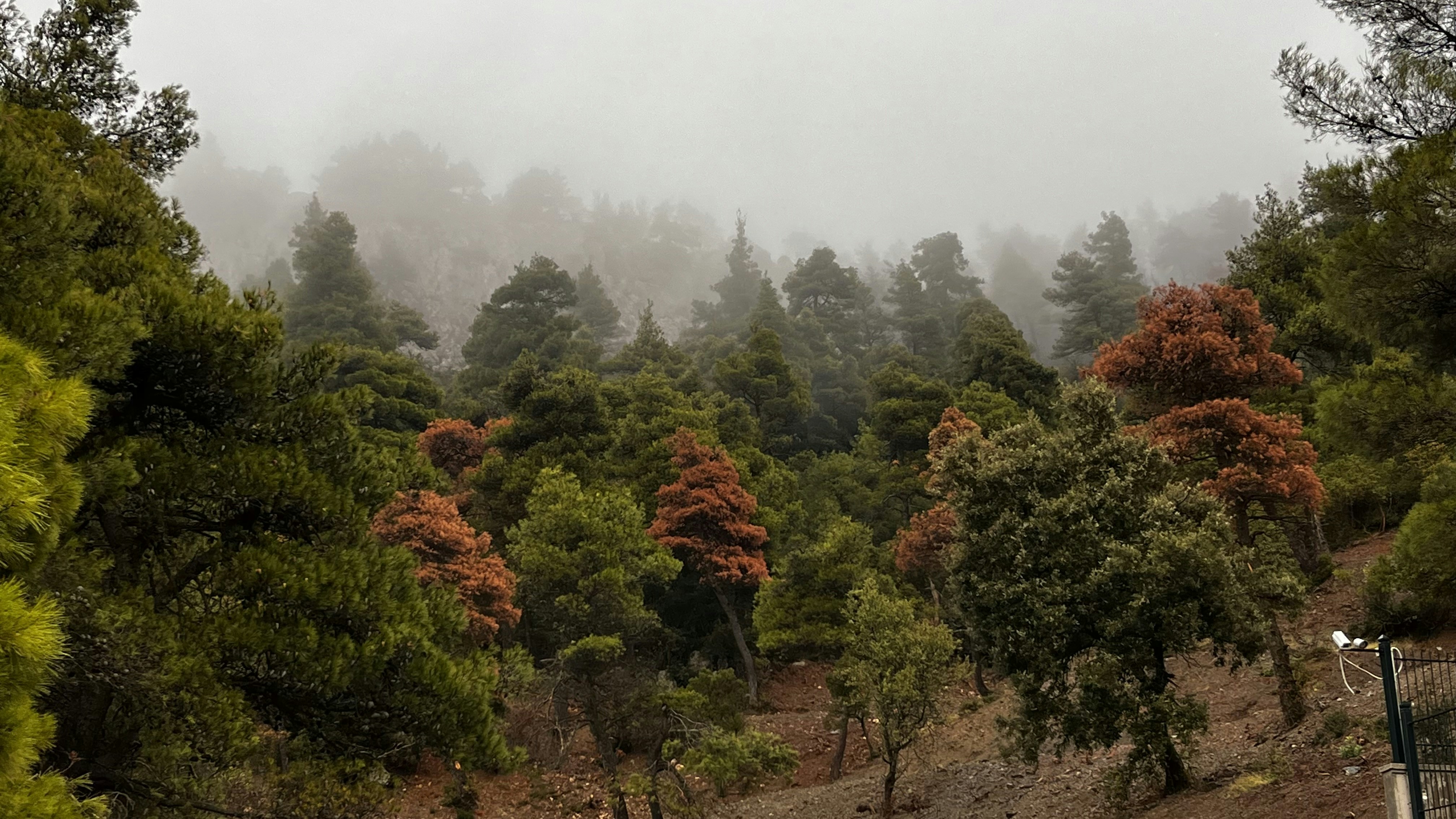 Autumn Ember Among the Fogged Pines