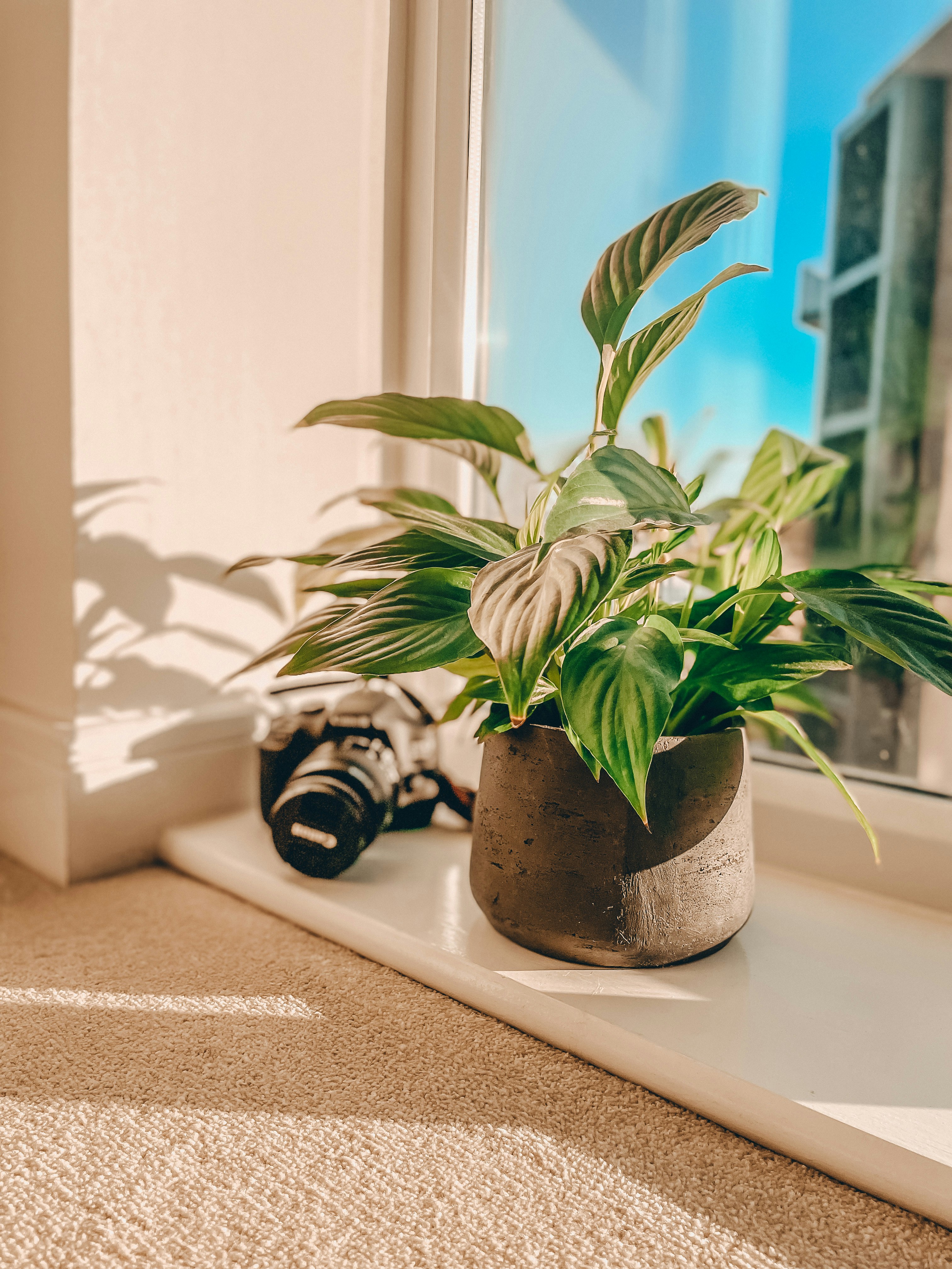 Sunlit Pothos by the Window: A Quiet Green Moment with a Camera in the Background