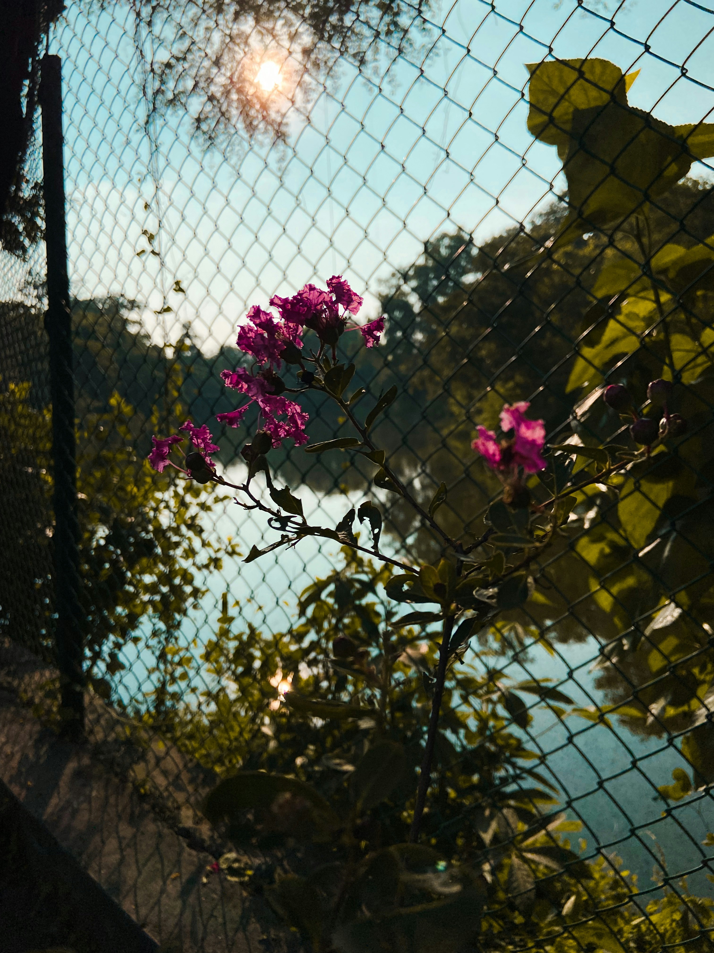 Rosy Blooms Framed by a Mesh: Morning Light Over a Quiet Lake