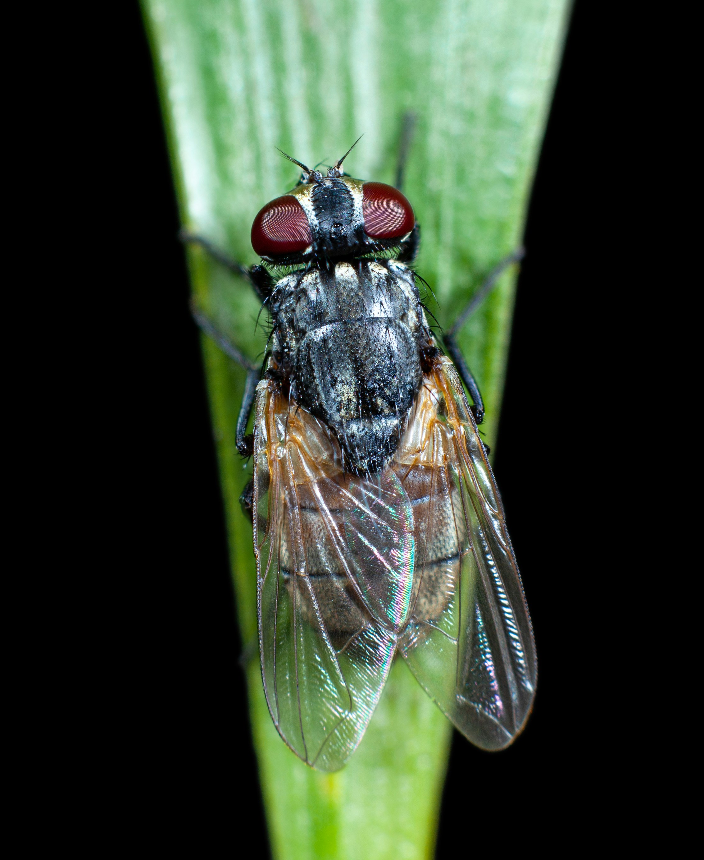 Crimson Eyes on a Jade Blade: A Macro Portrait of a Fly