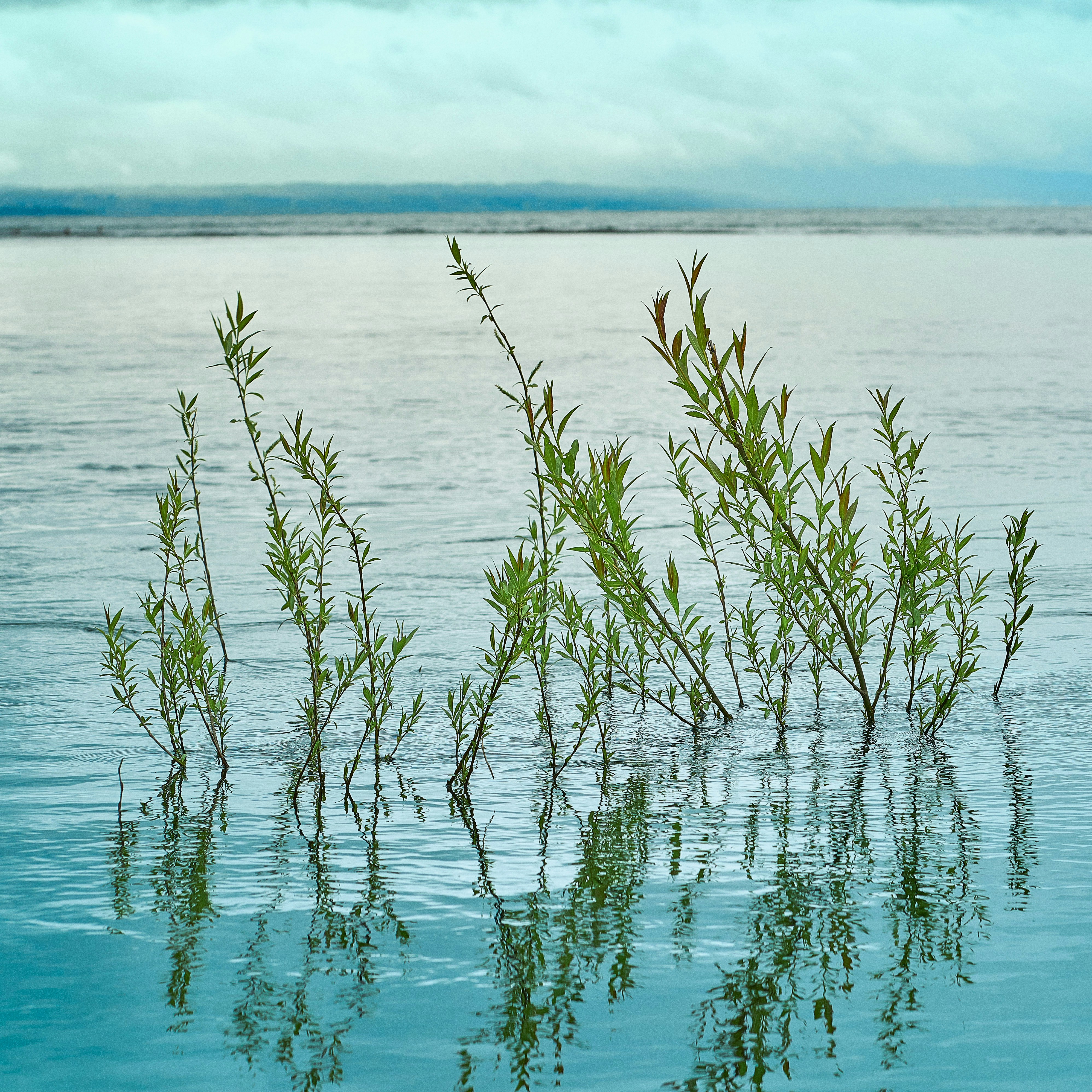 Reeds in a Quiet Lake: Green Spires Rise Over Glassy Water