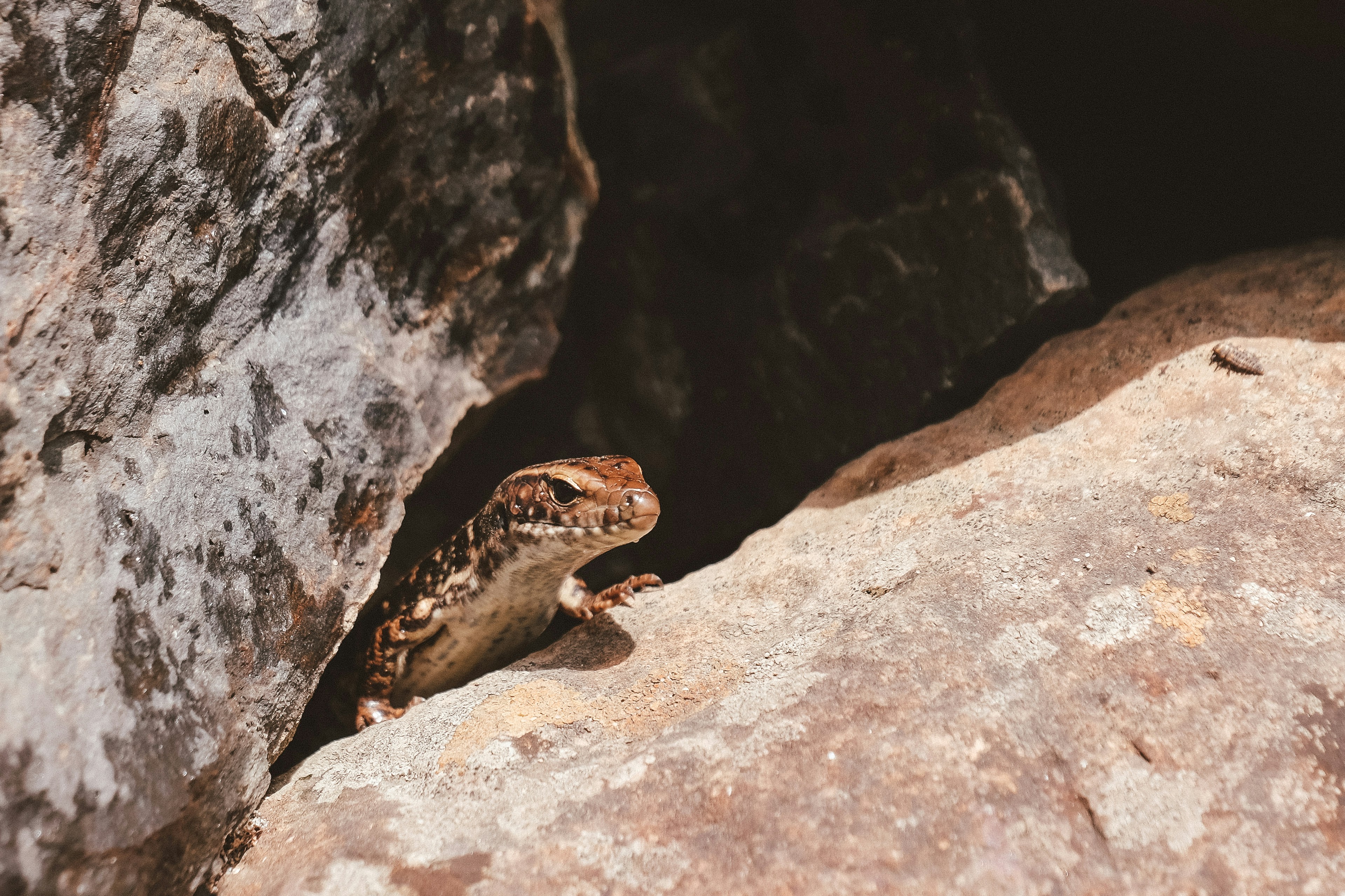 A couple of frogs on a rock photo – Free Animal Image on Unsplash
