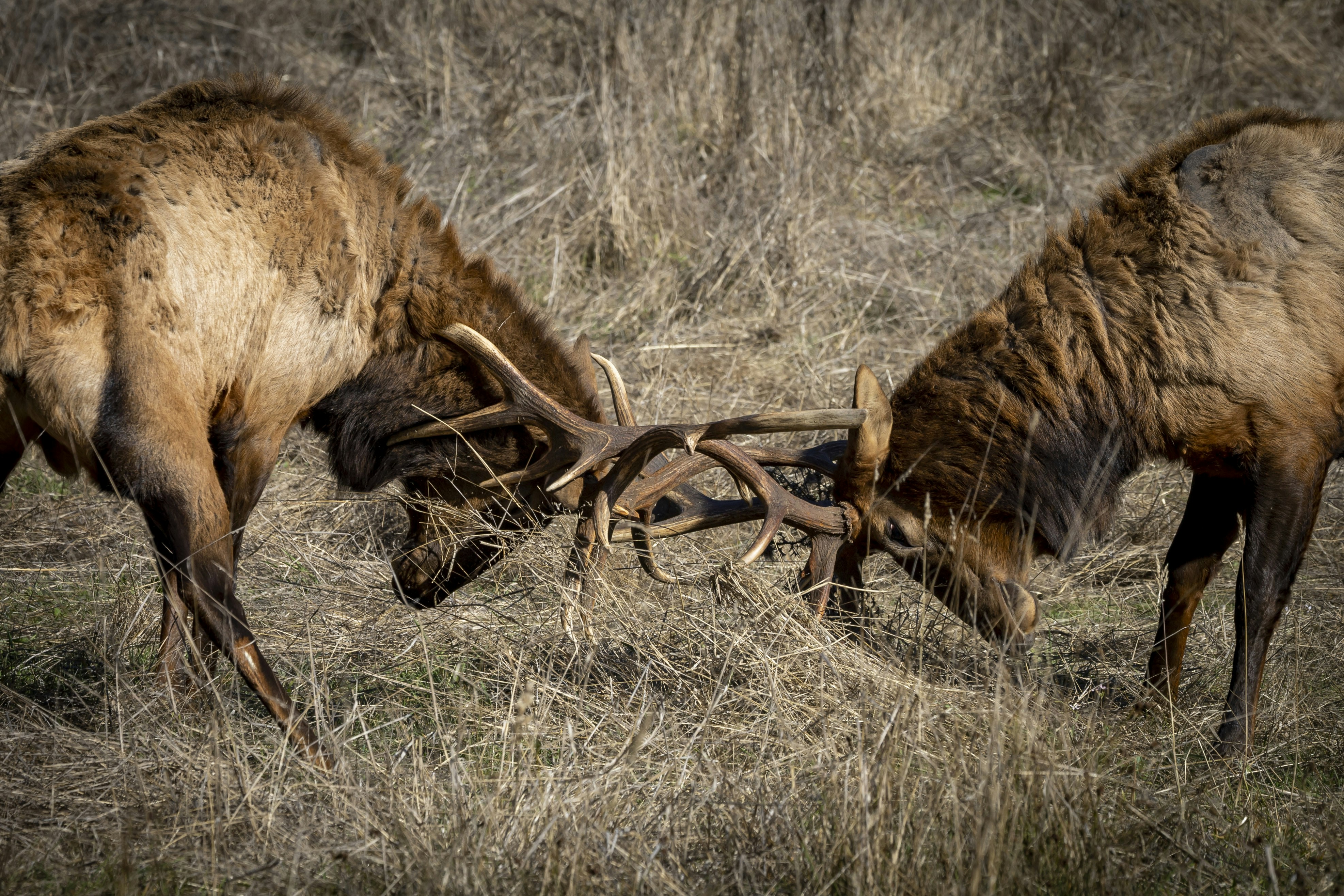 Antlers Locked: Bighorns in a Standoff on Oat Grass