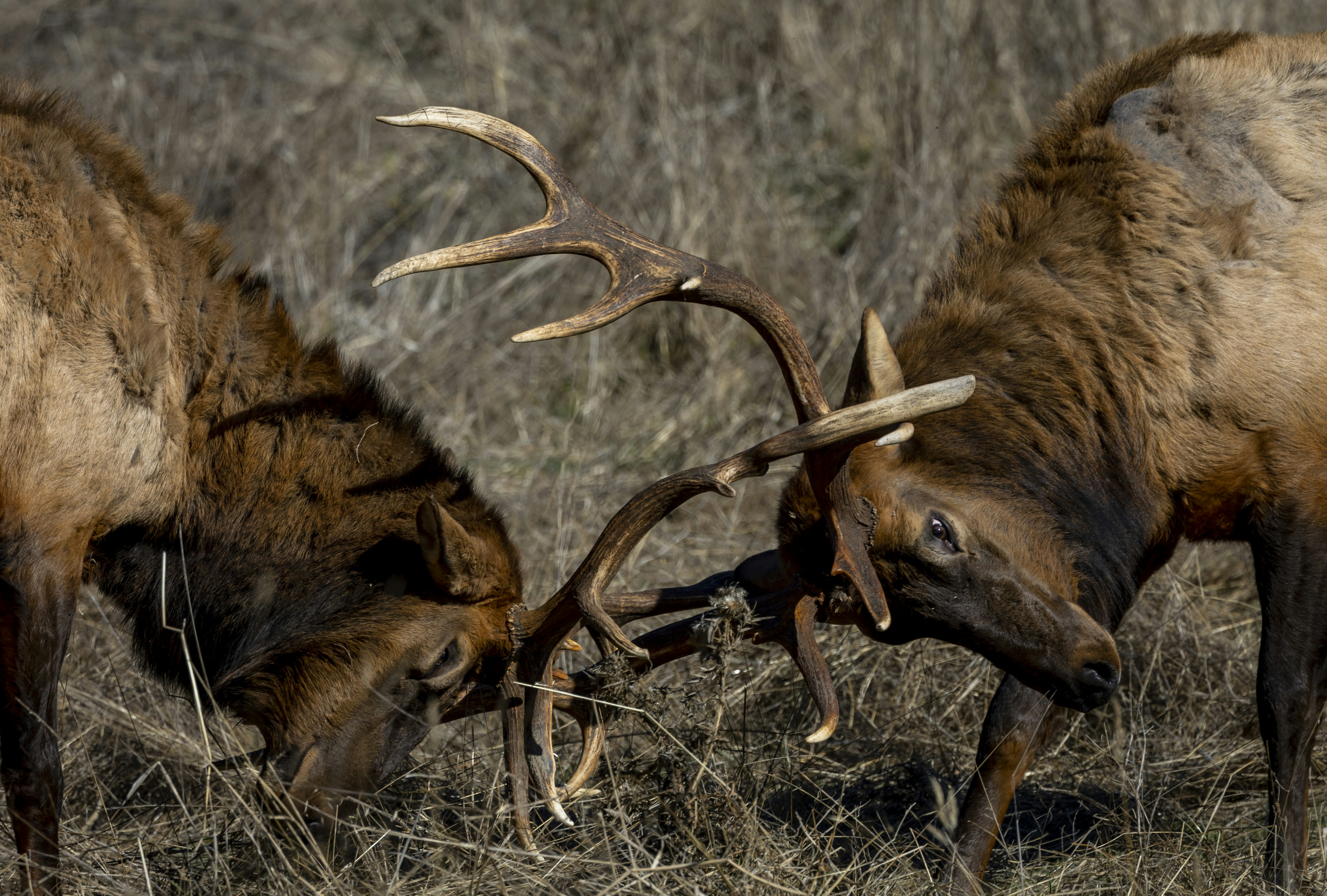 Two elk lock antlers in a tense standoff amid dry grass, captured in a natural wildlife photograph.