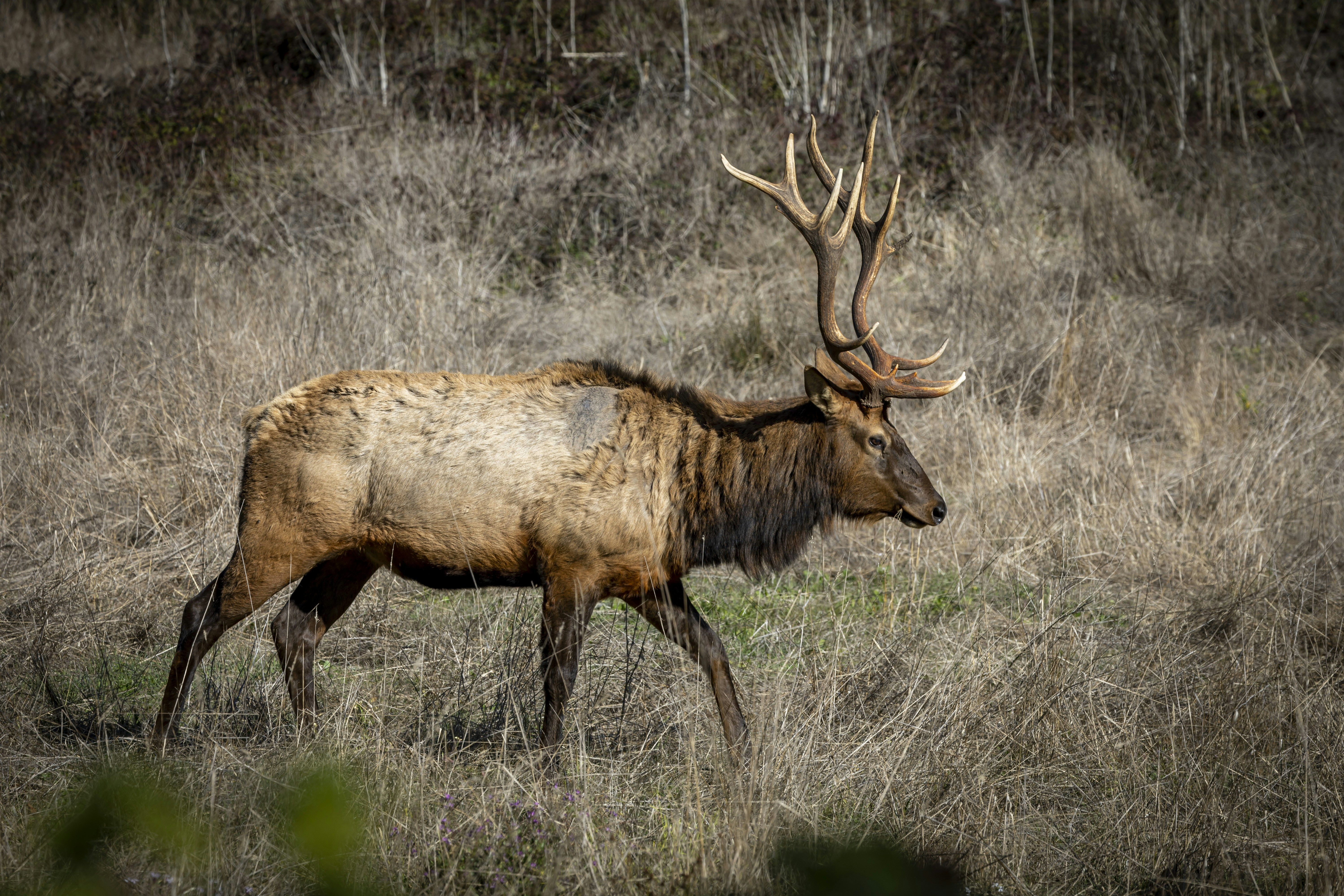 Elk with impressive antlers walking through a dry grass field under soft sunlight.