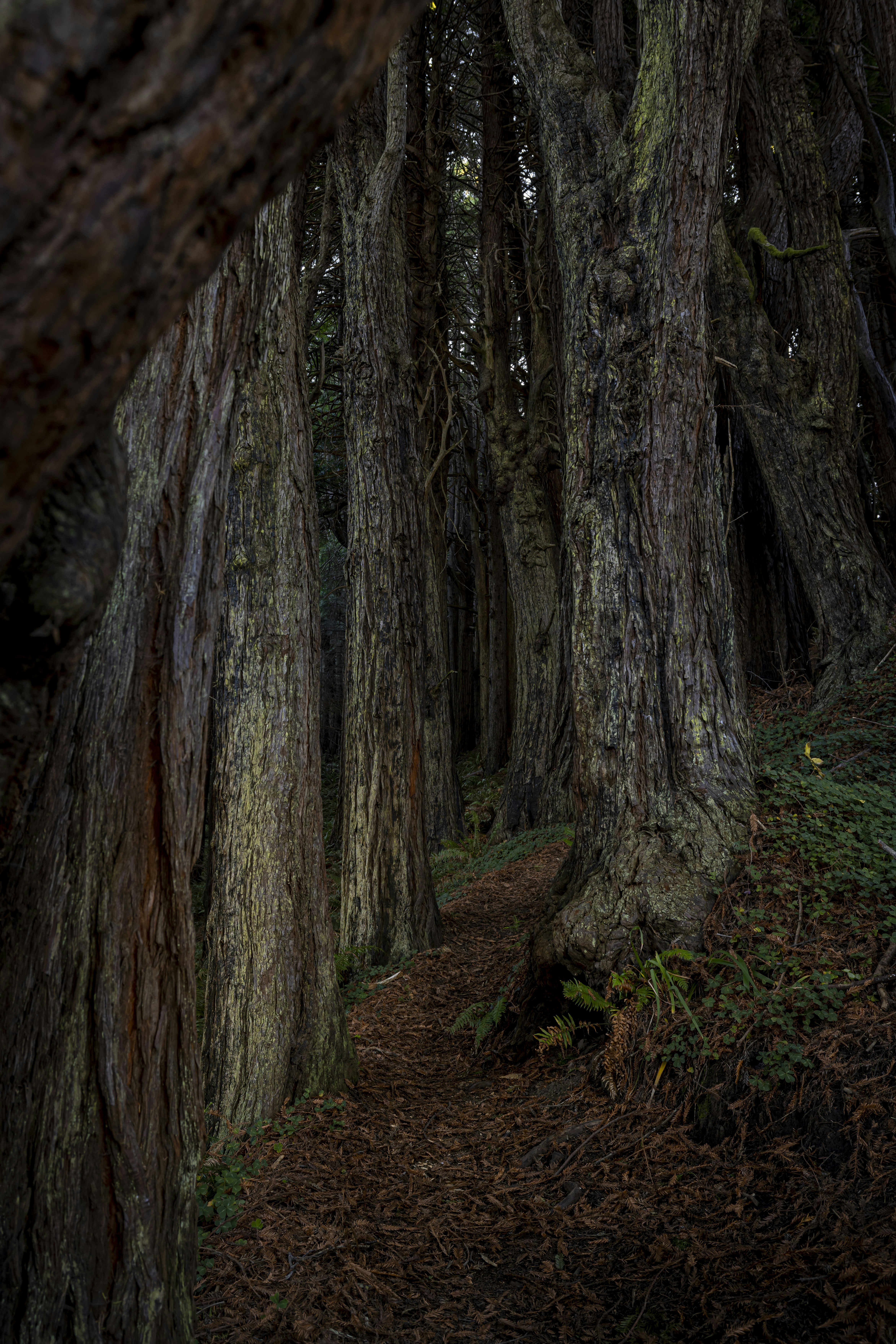 Un chemin à travers une forêt photo – Photo La Côte perdue Gratuite sur ...
