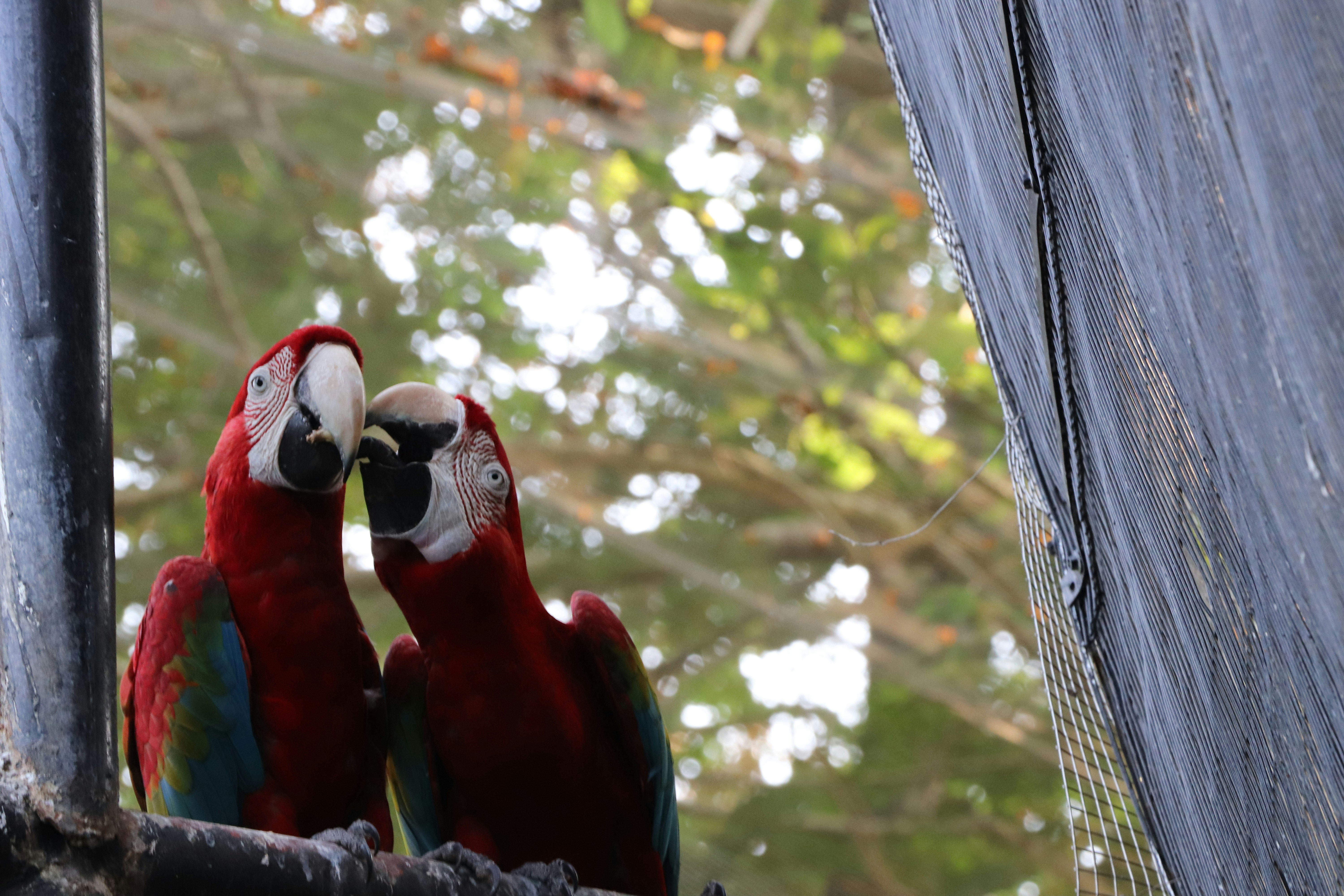 Duet in Scarlet and Emerald: Parrots at the Edge of the Enclosure