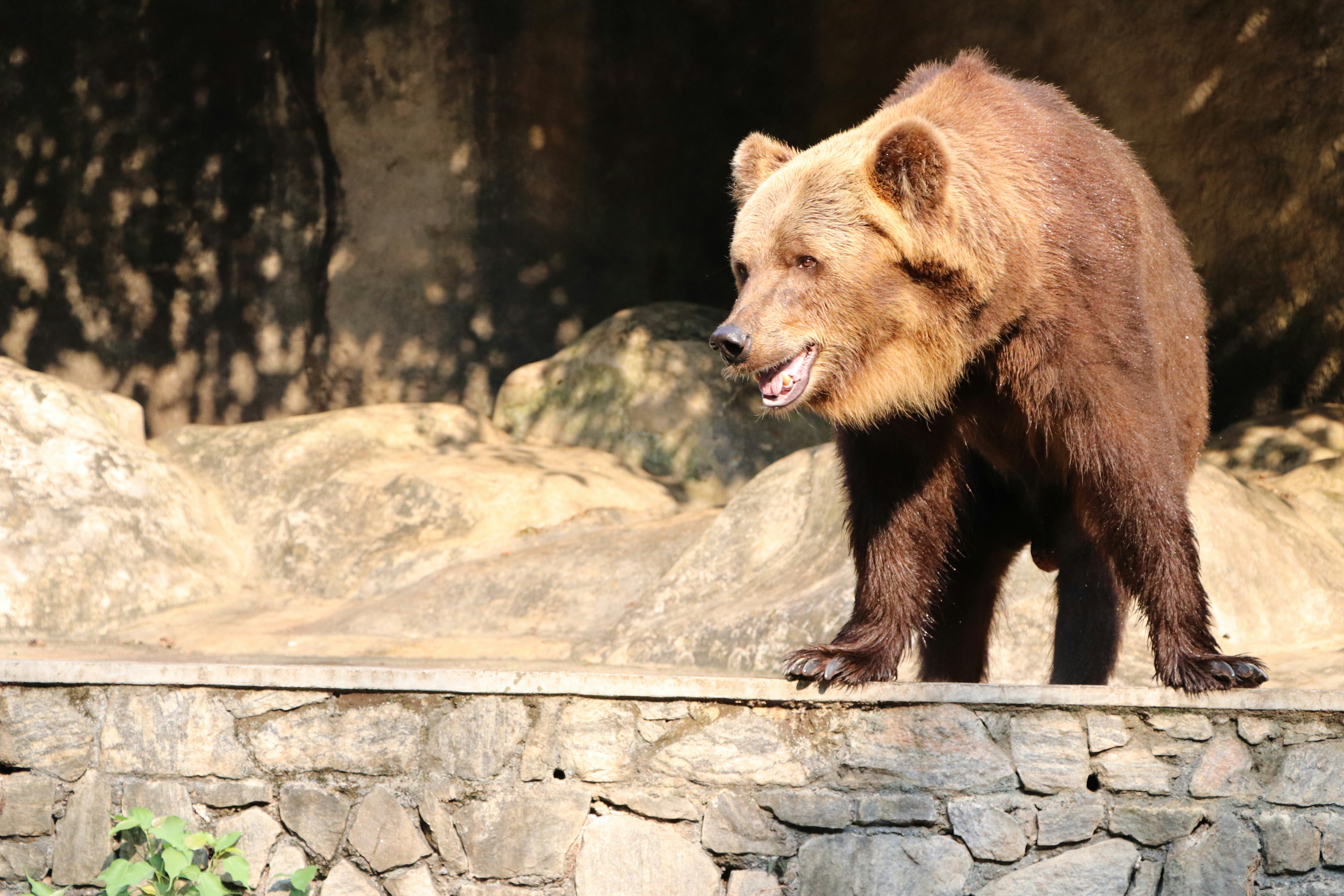 A bear in a rocky place