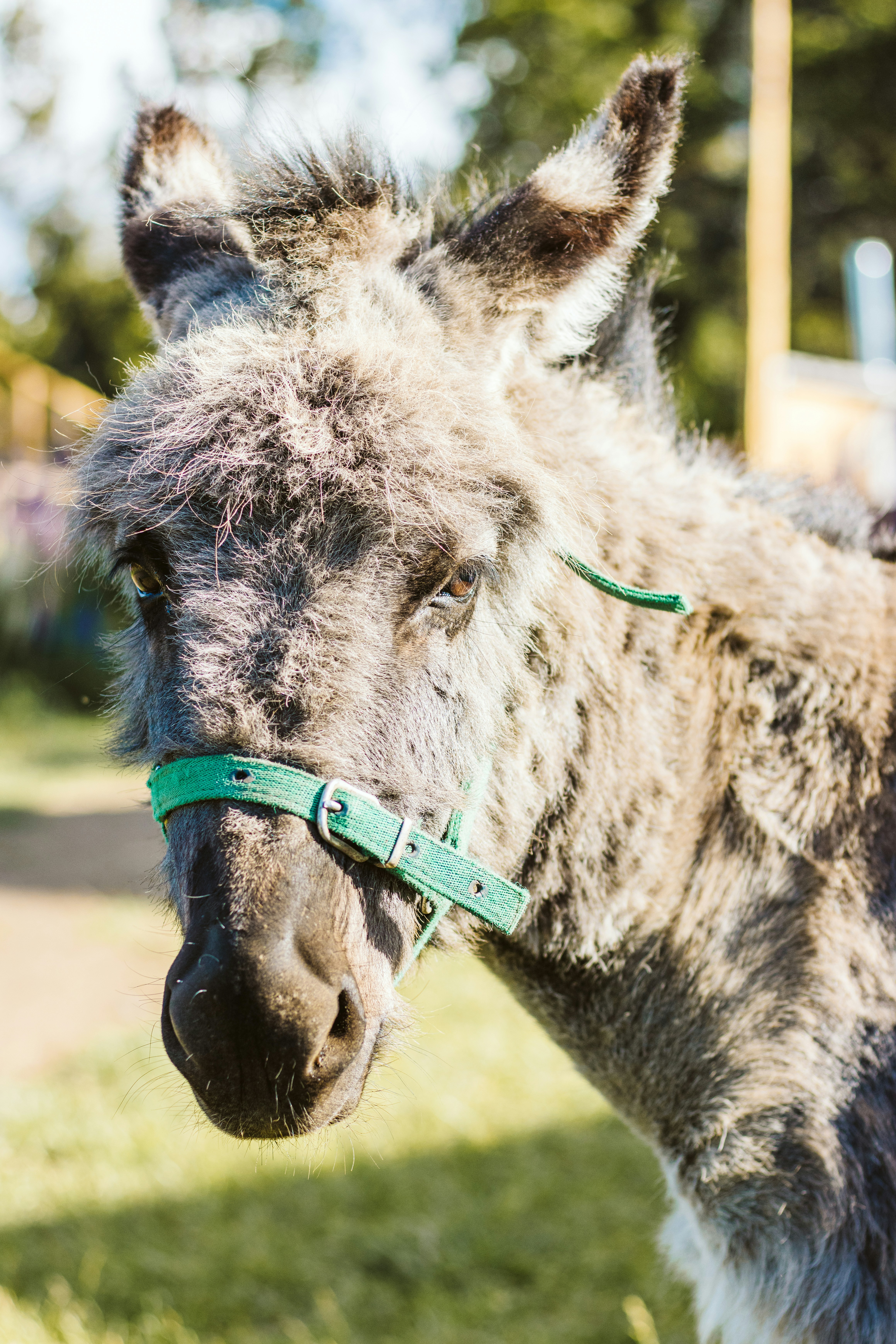 Green Halter, Quiet Gaze: A Donkey Portrait in Sunlit Pasture