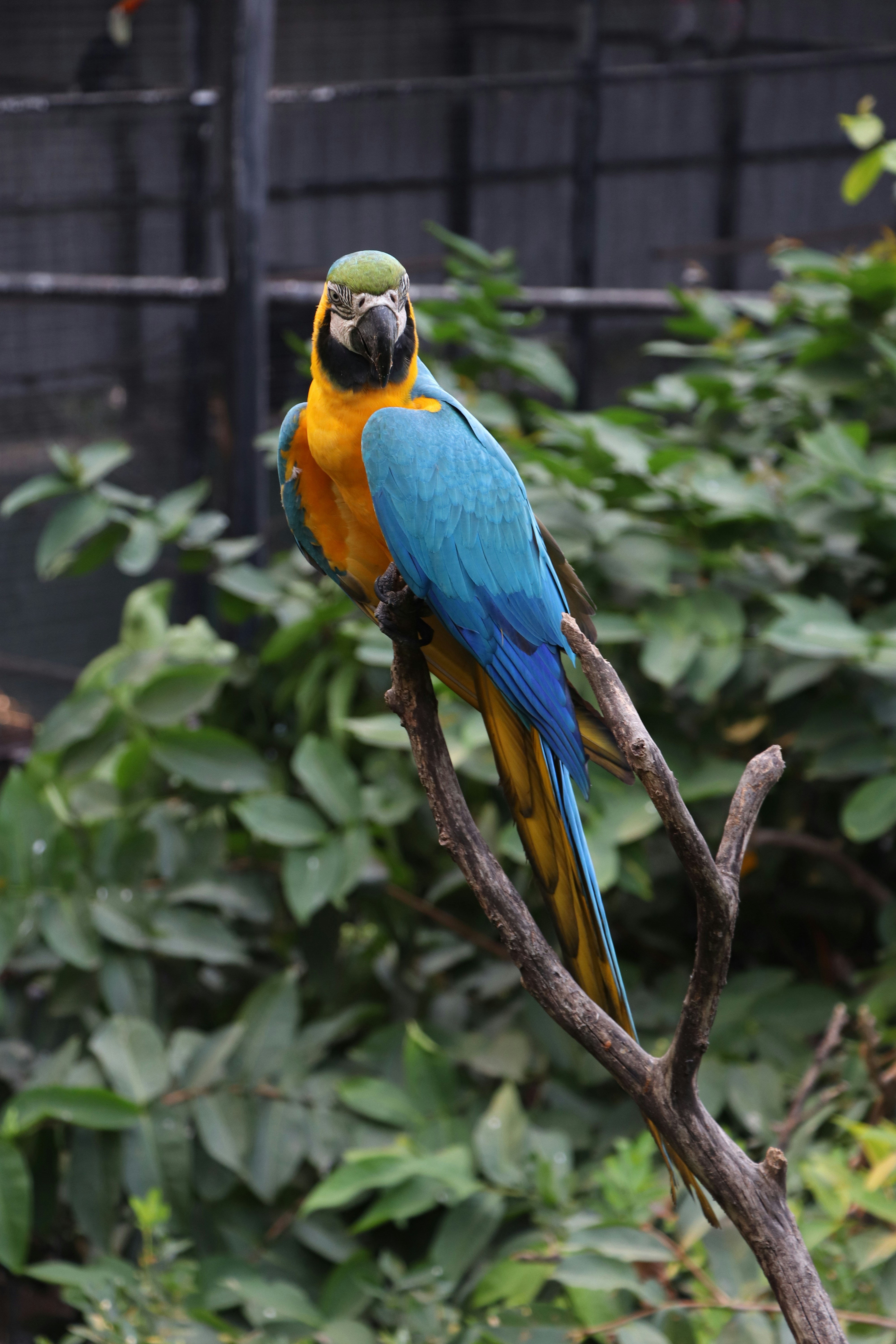 Blue-and-Gold Macaw Perched on a Gnarled Branch in a Lush Garden