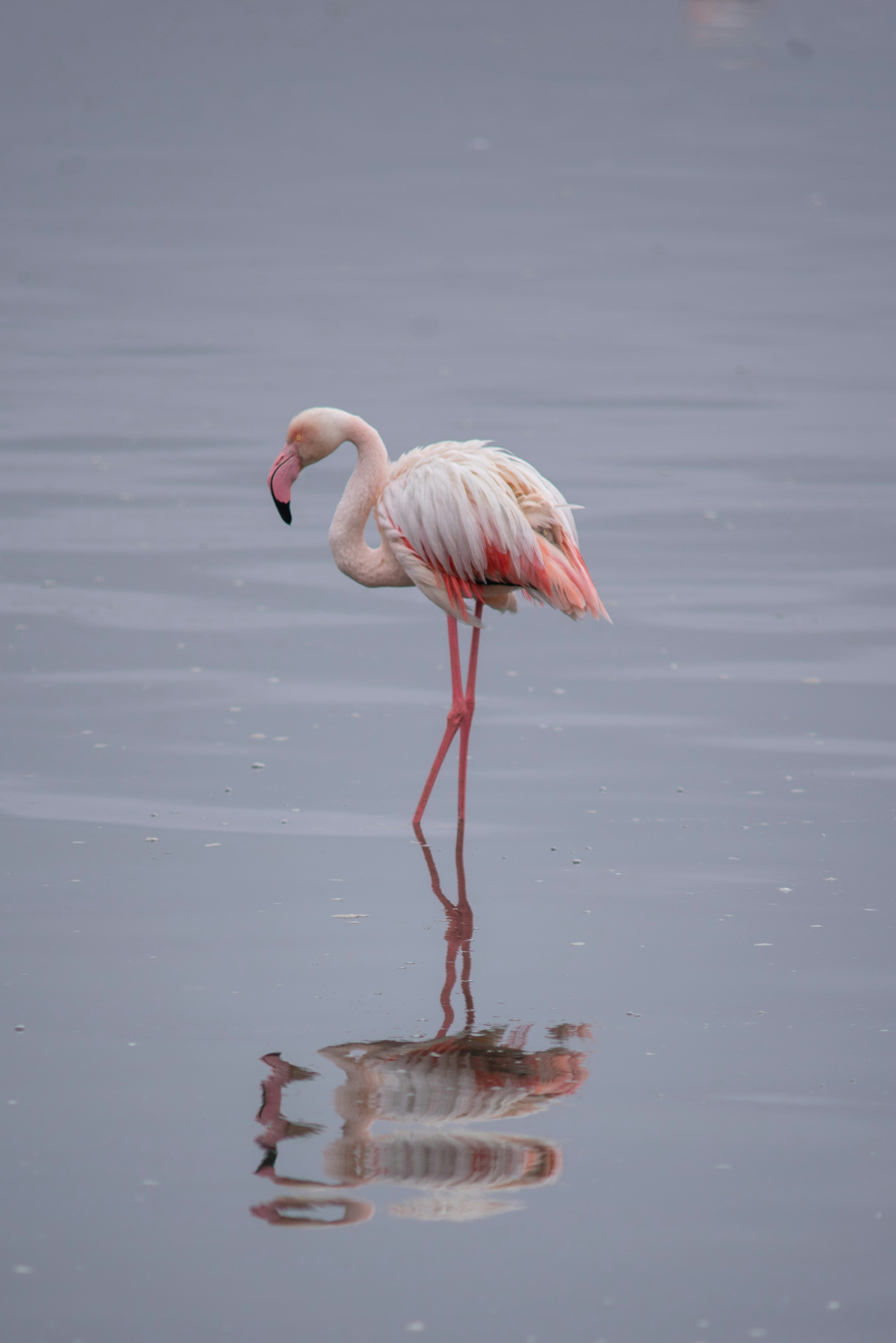 Un flamant rose marchant dans l’eau photo – Photo Baie de Walvis ...
