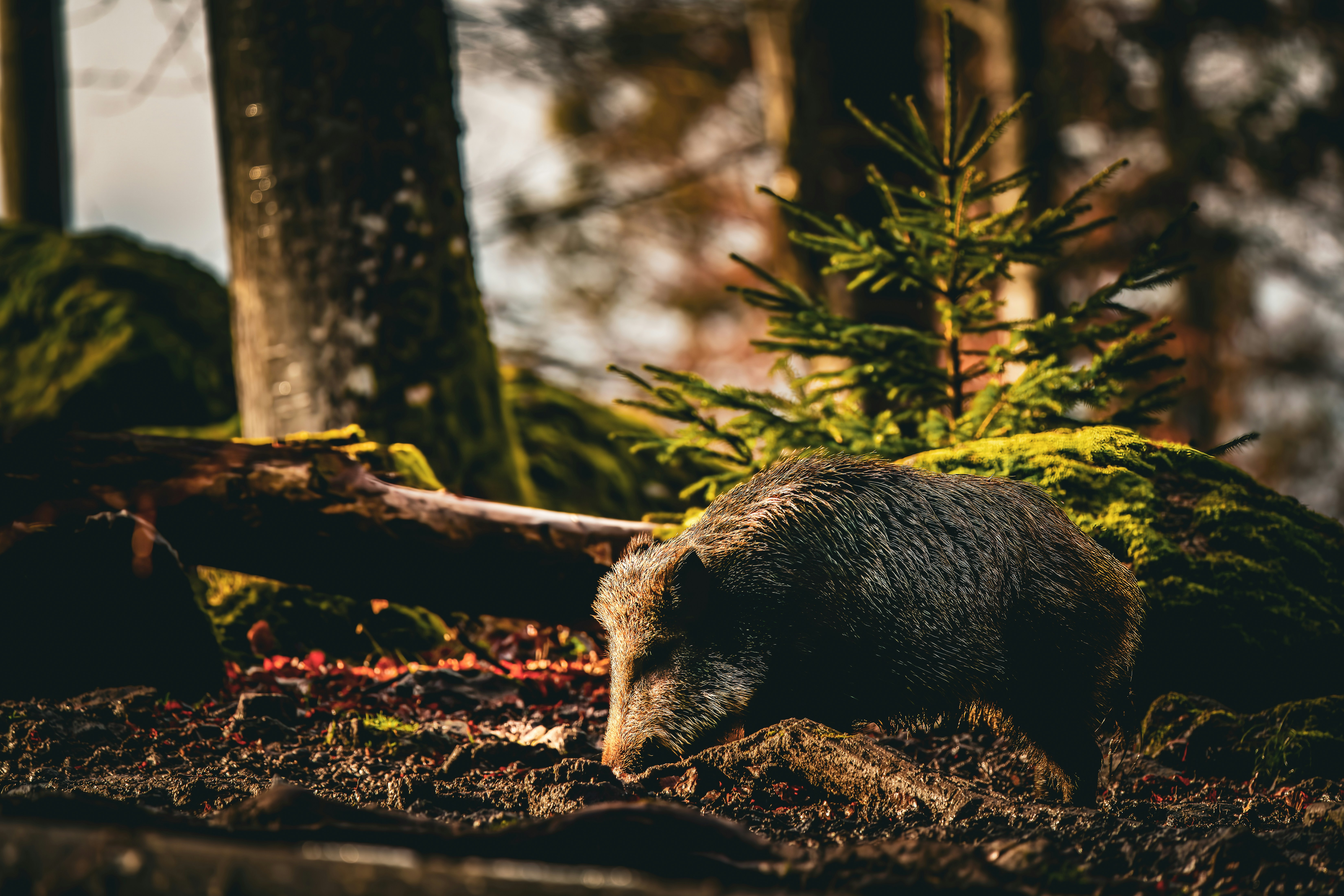 Wild boar from Bavarian Forest