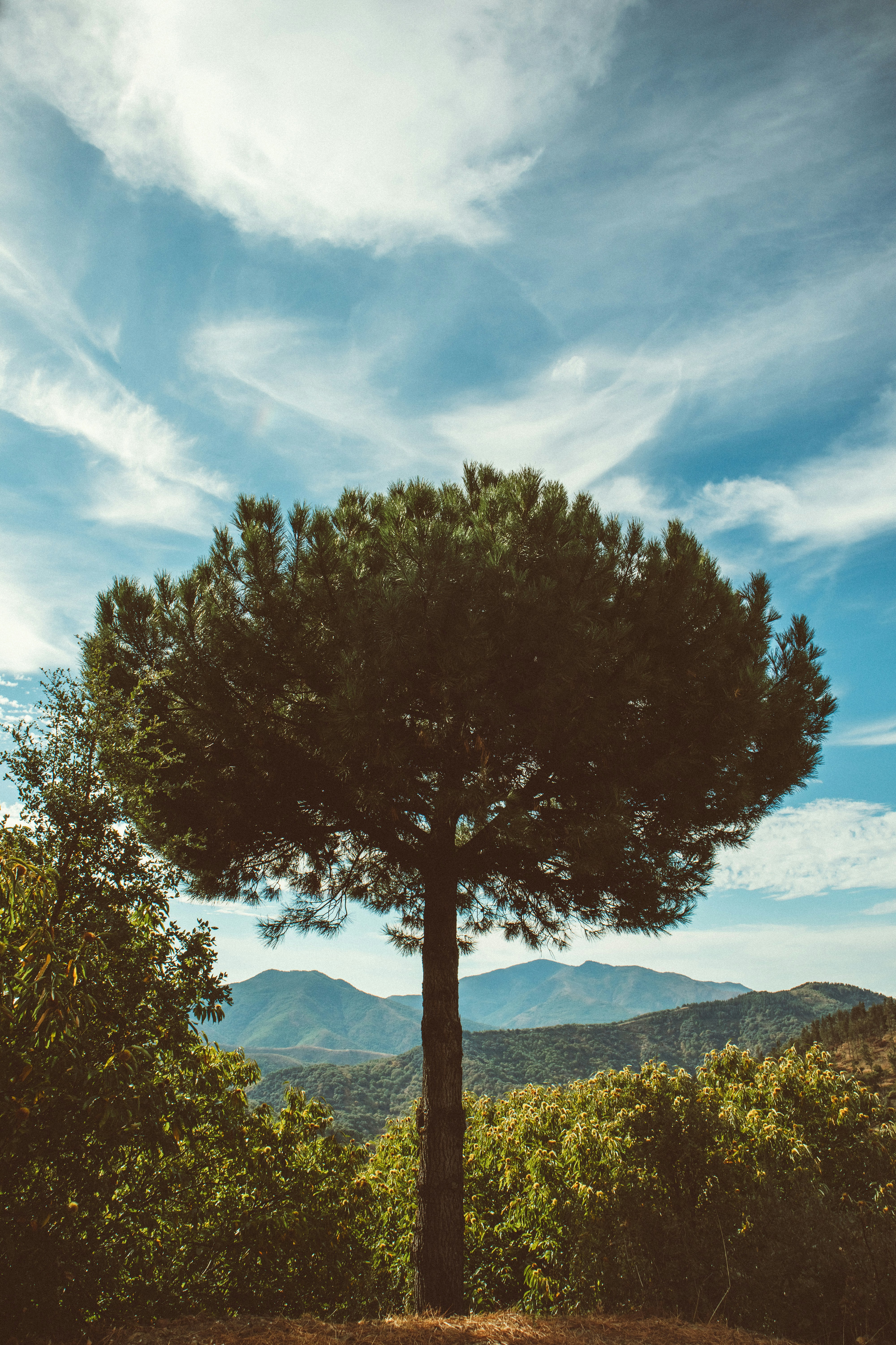 A tree in a forest photo – Free Tree Image on Unsplash