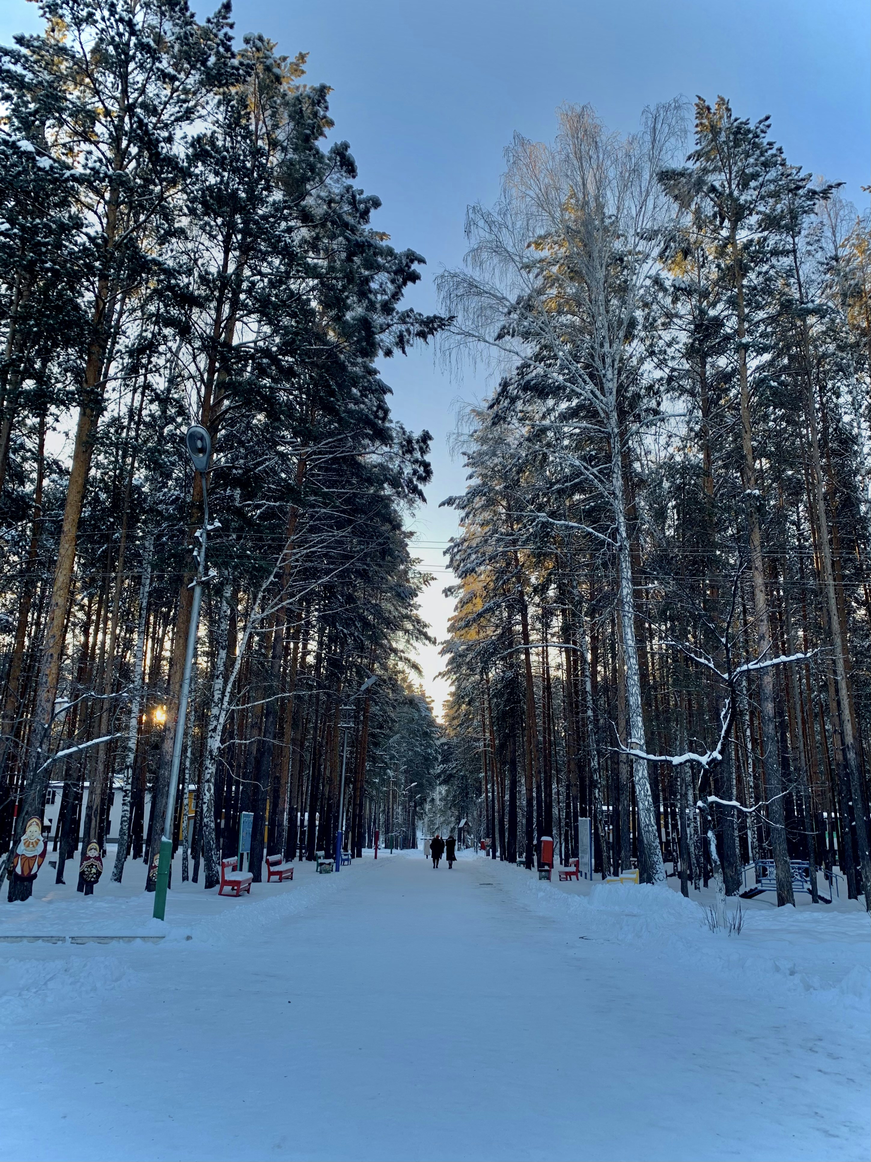 A snowy area with trees photo – Free Fir Image on Unsplash