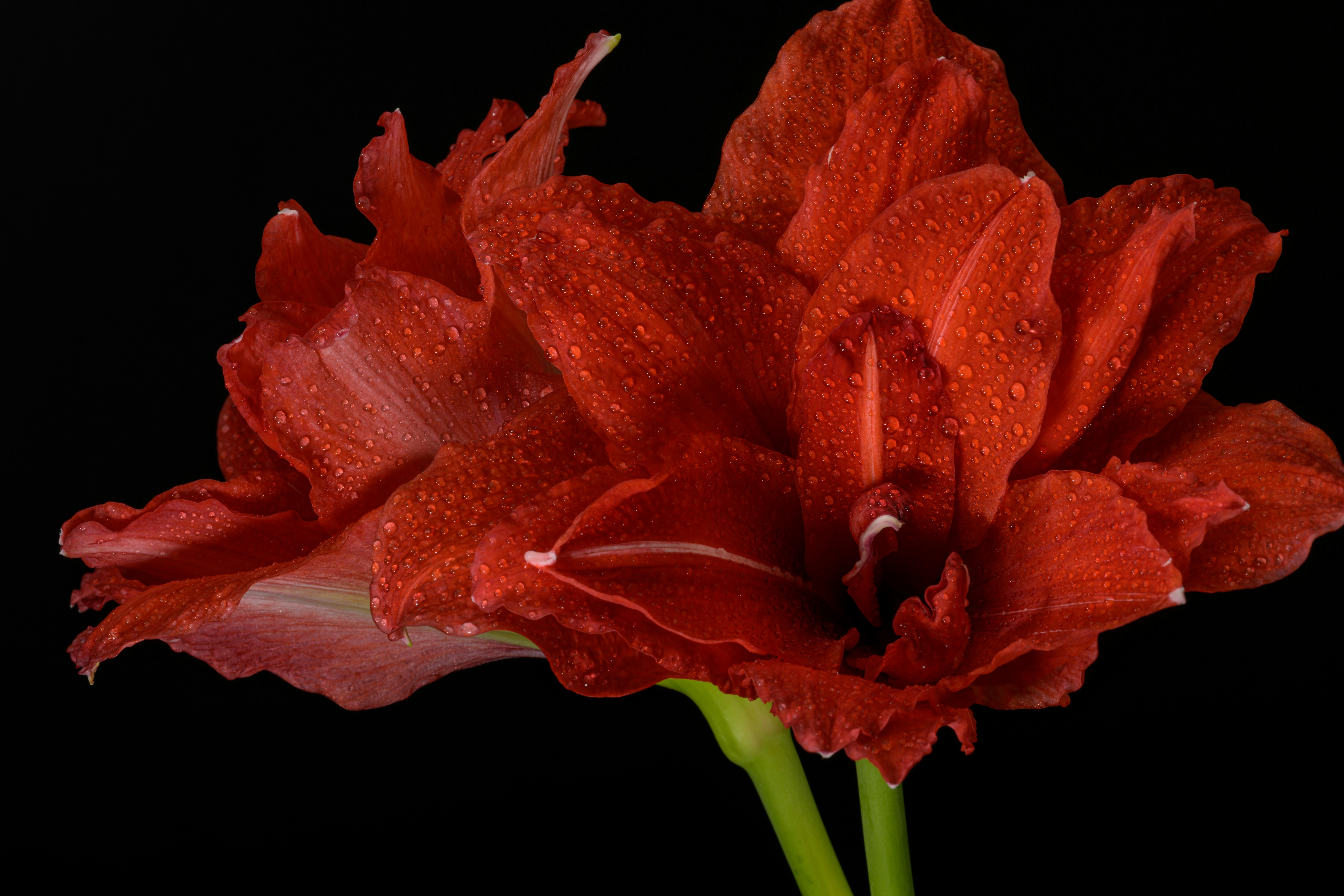 Crimson Amaryllis in Velvet Noir: Dew on Red Petals