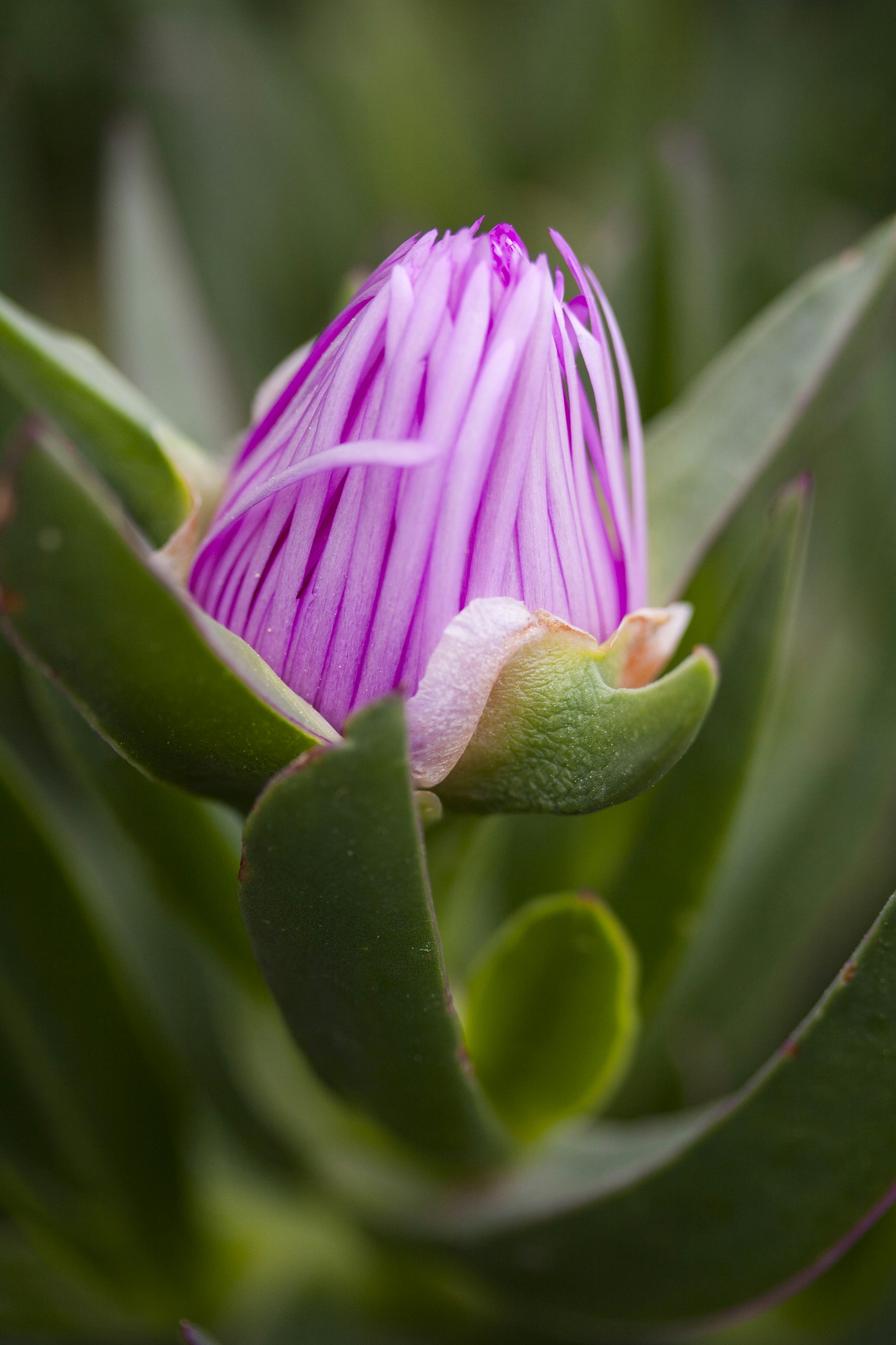 Striated Violet Protea Bud Emerging from a Green Embrace