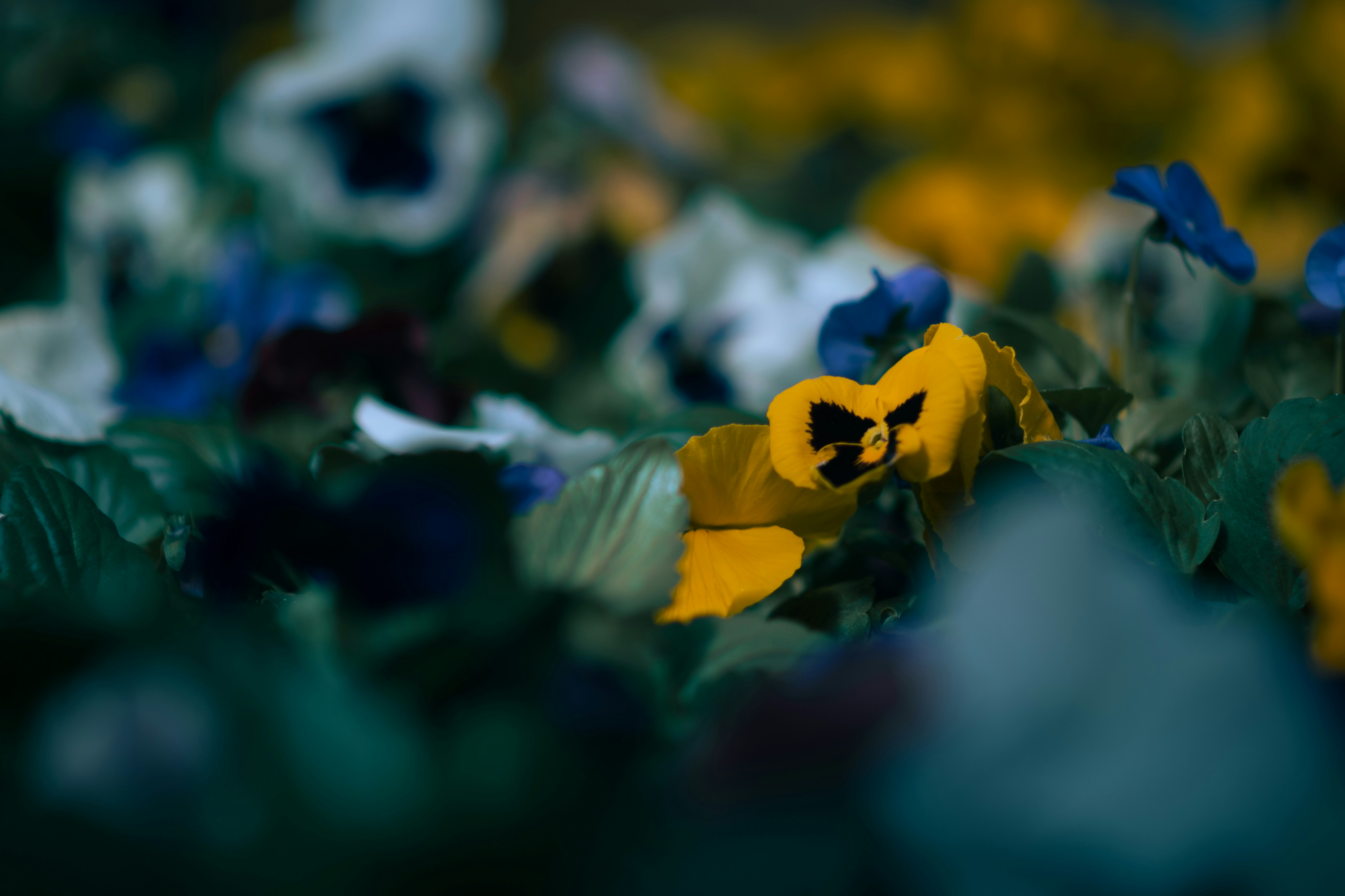 a bee on a yellow flower