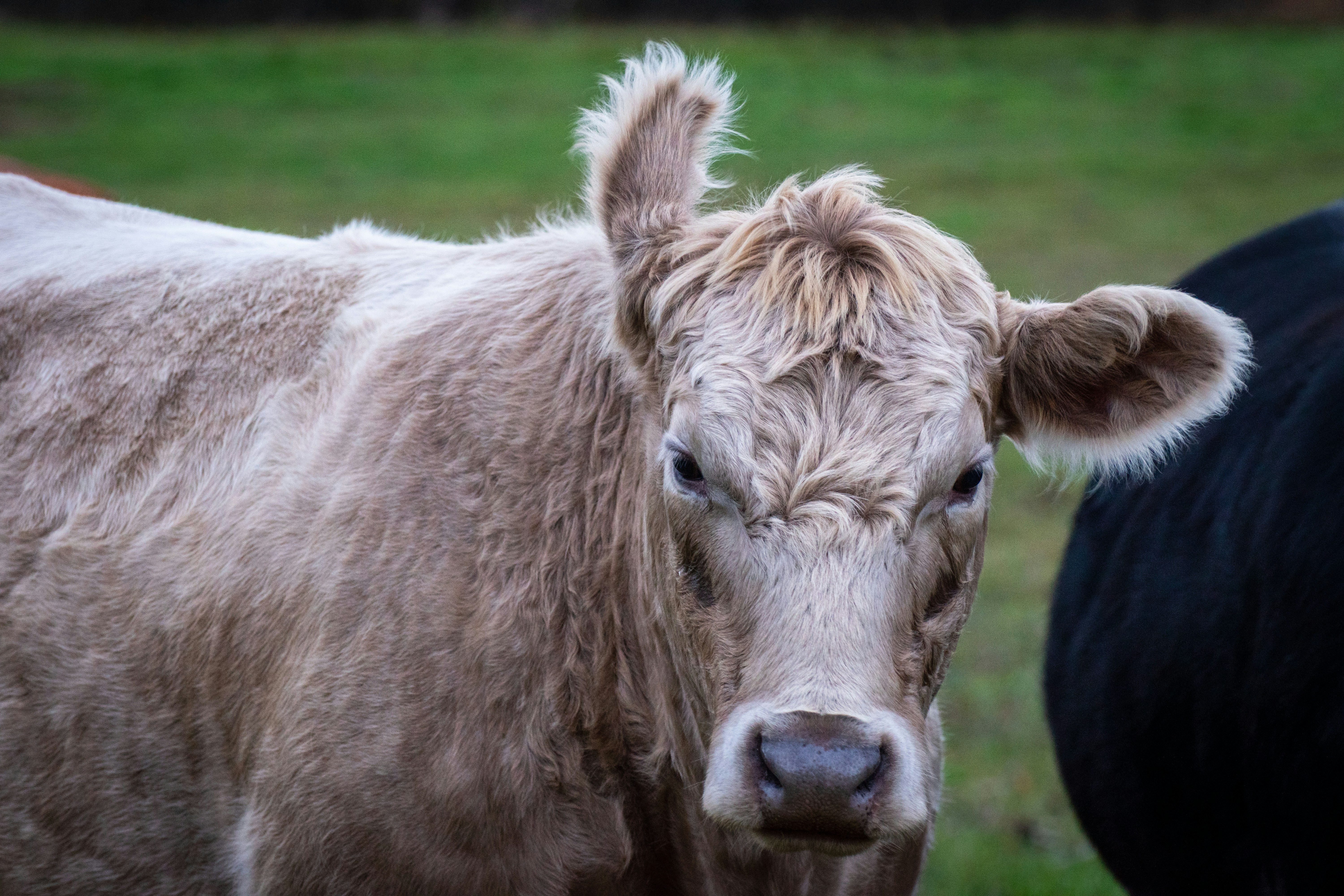 Photo by Samuel Girven with Nikon D5500