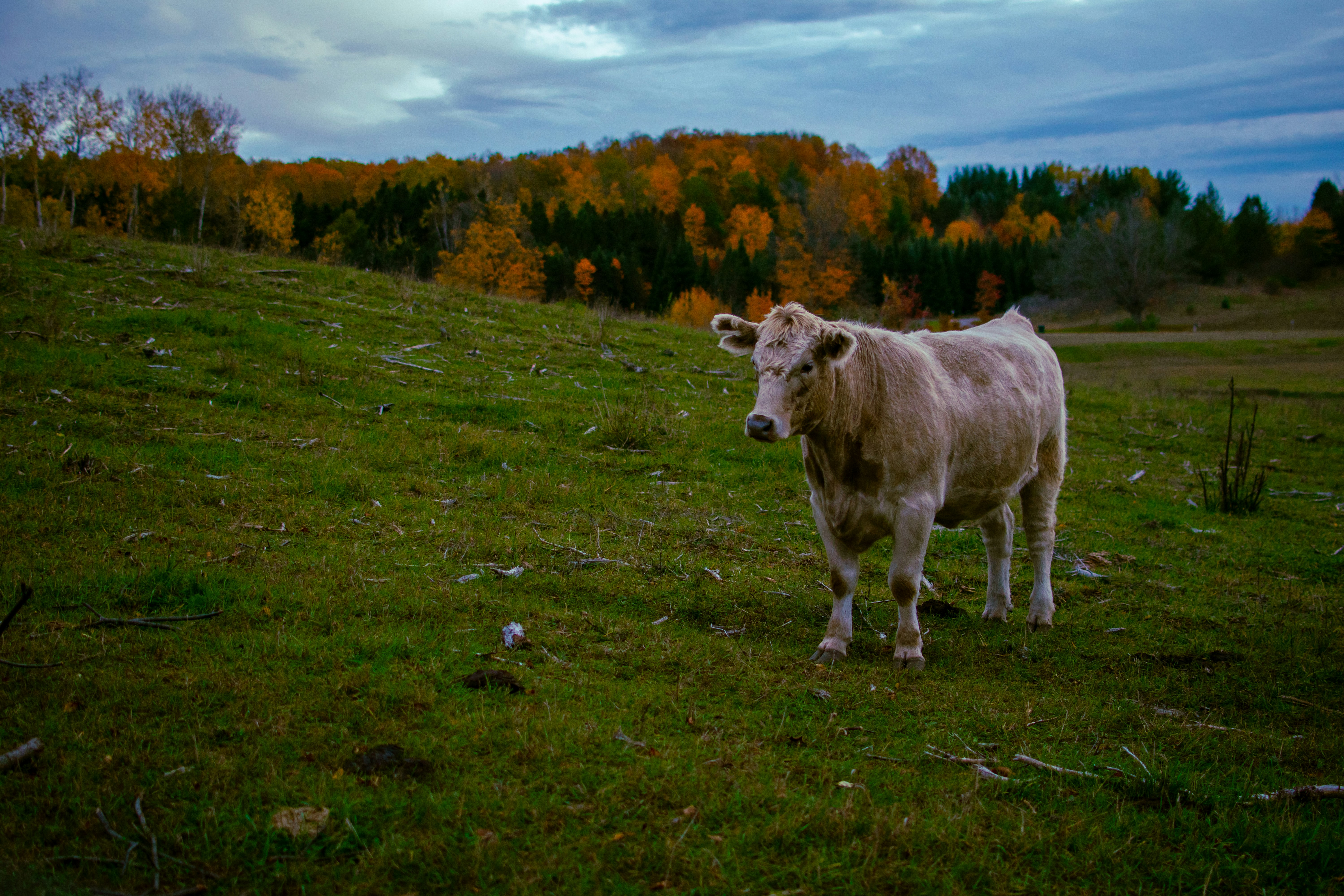 Photo by Samuel Girven with Nikon D5500