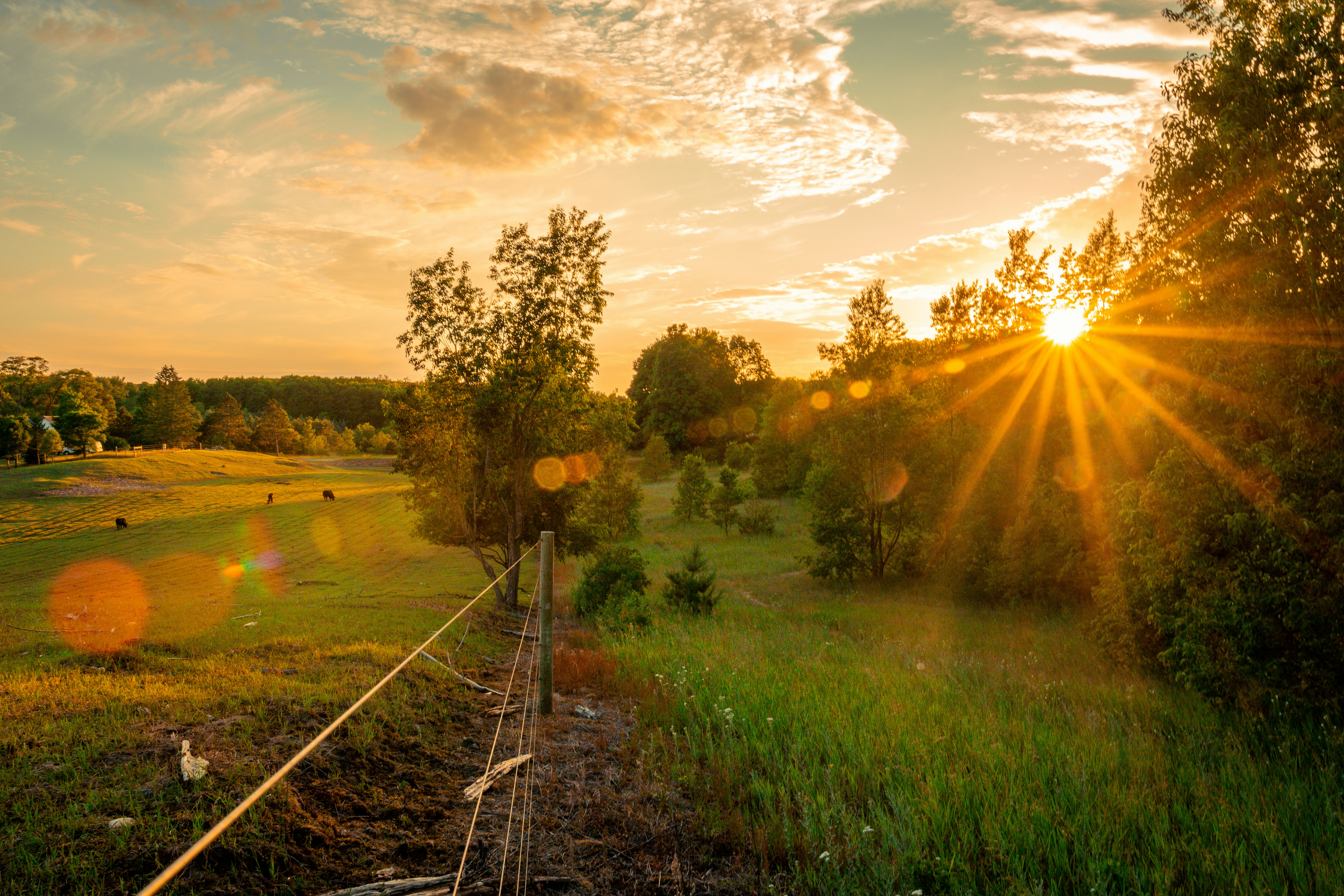 Sunburst over the Fence-Line in a Quiet Meadow