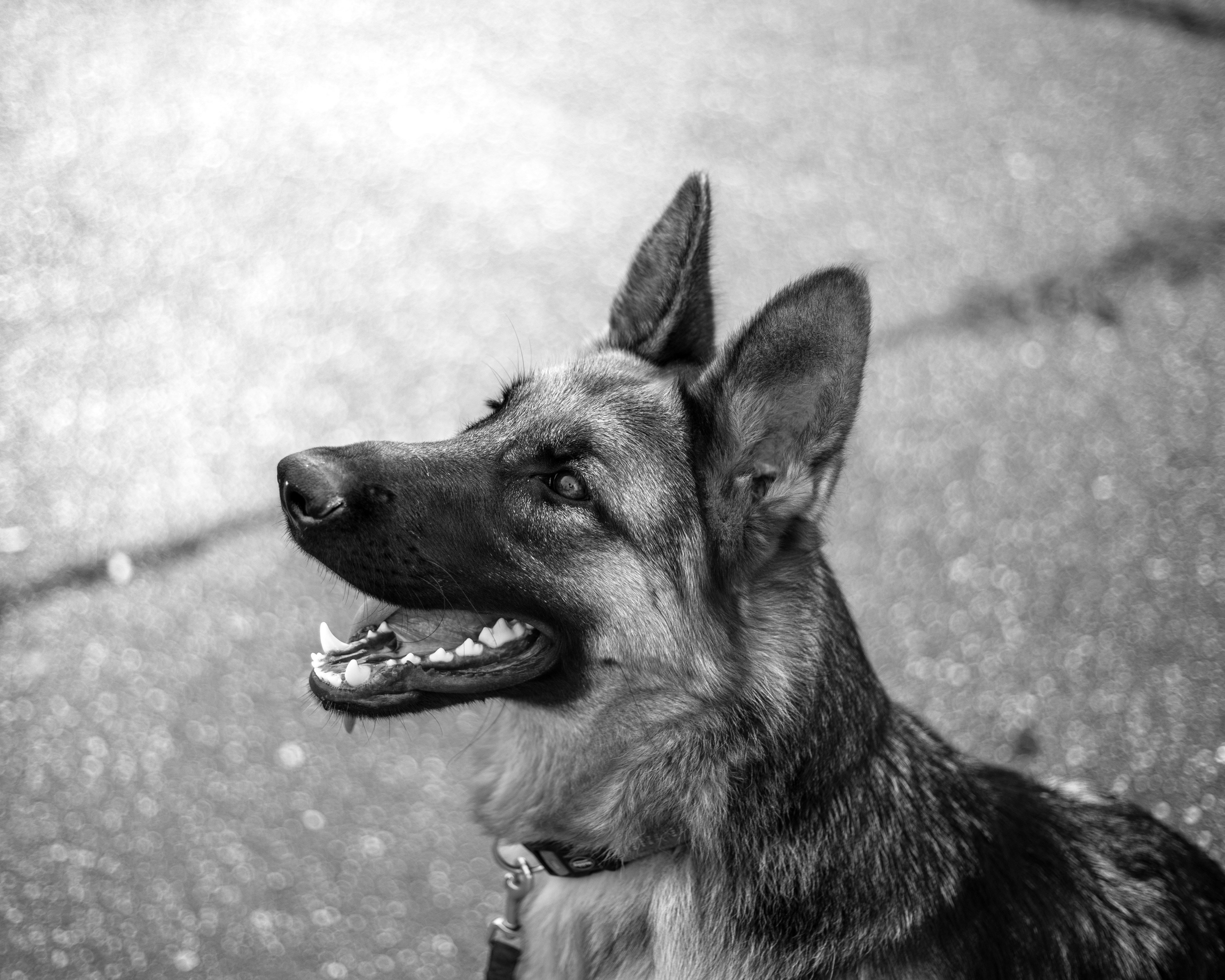 Un perro con la boca abierta foto – Imagen de Animal gratuita en Unsplash