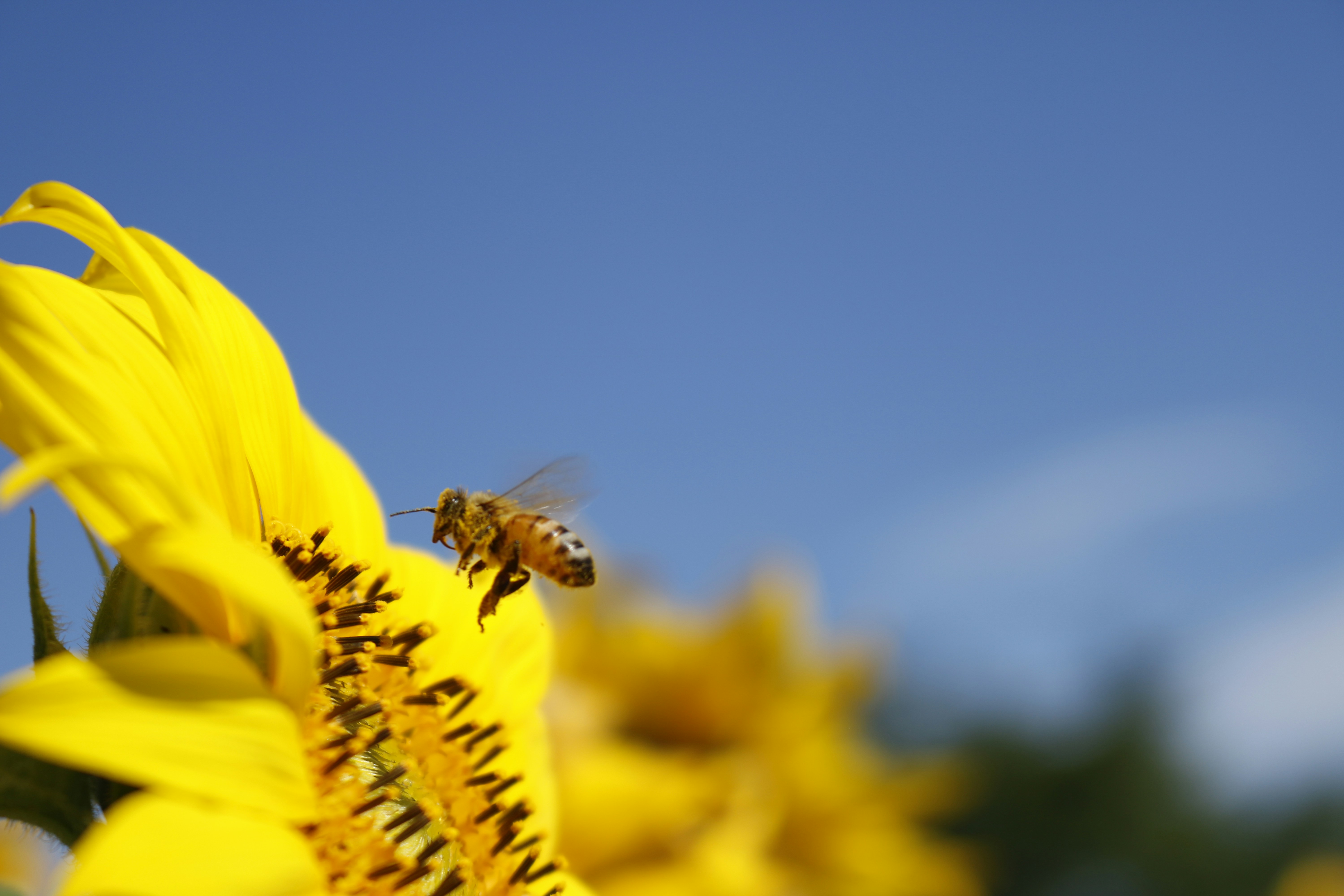Buzz at the Sunflower's Heart