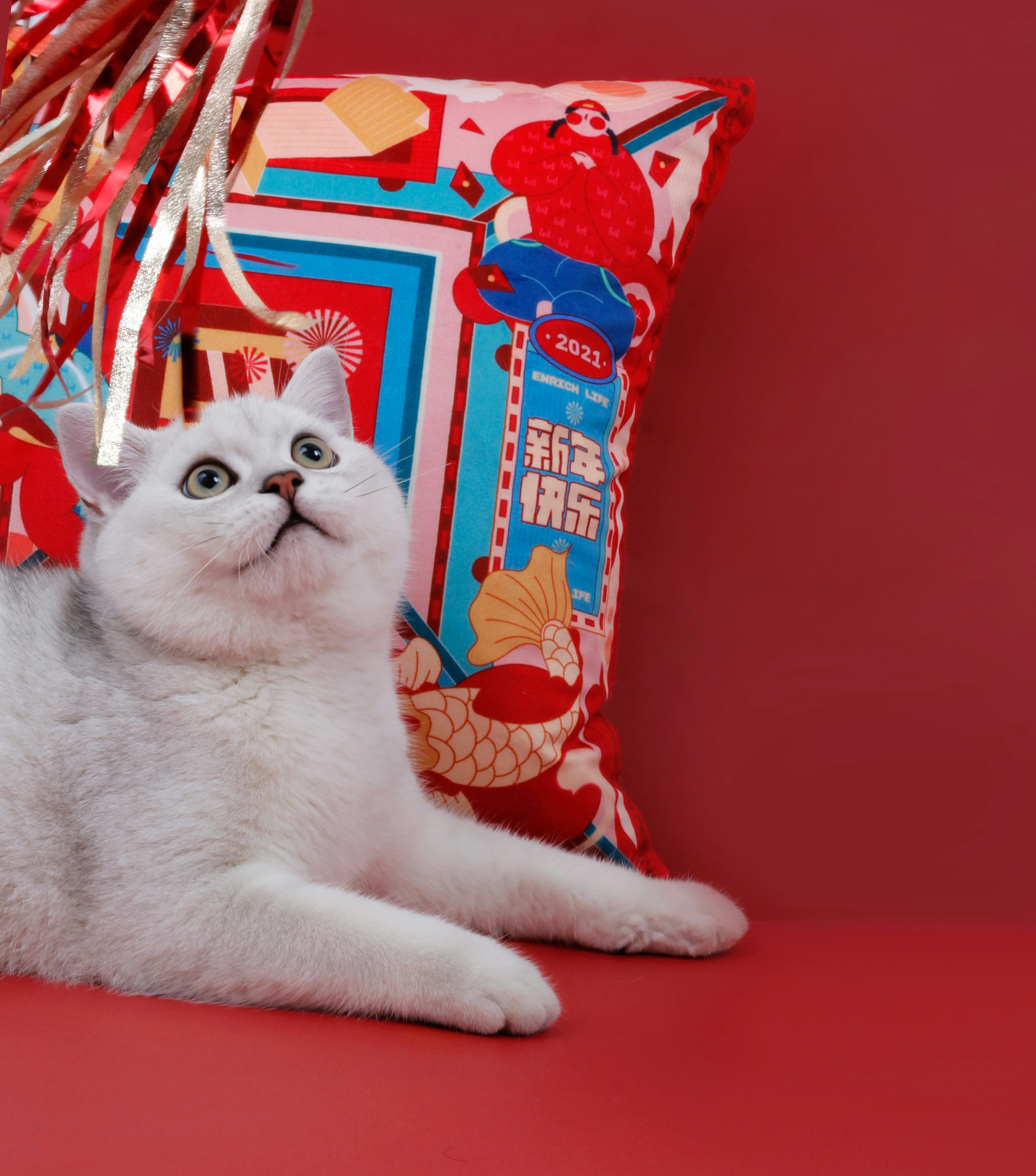 A cat with a bag of chips on its head photo – Free Cat Image on Unsplash