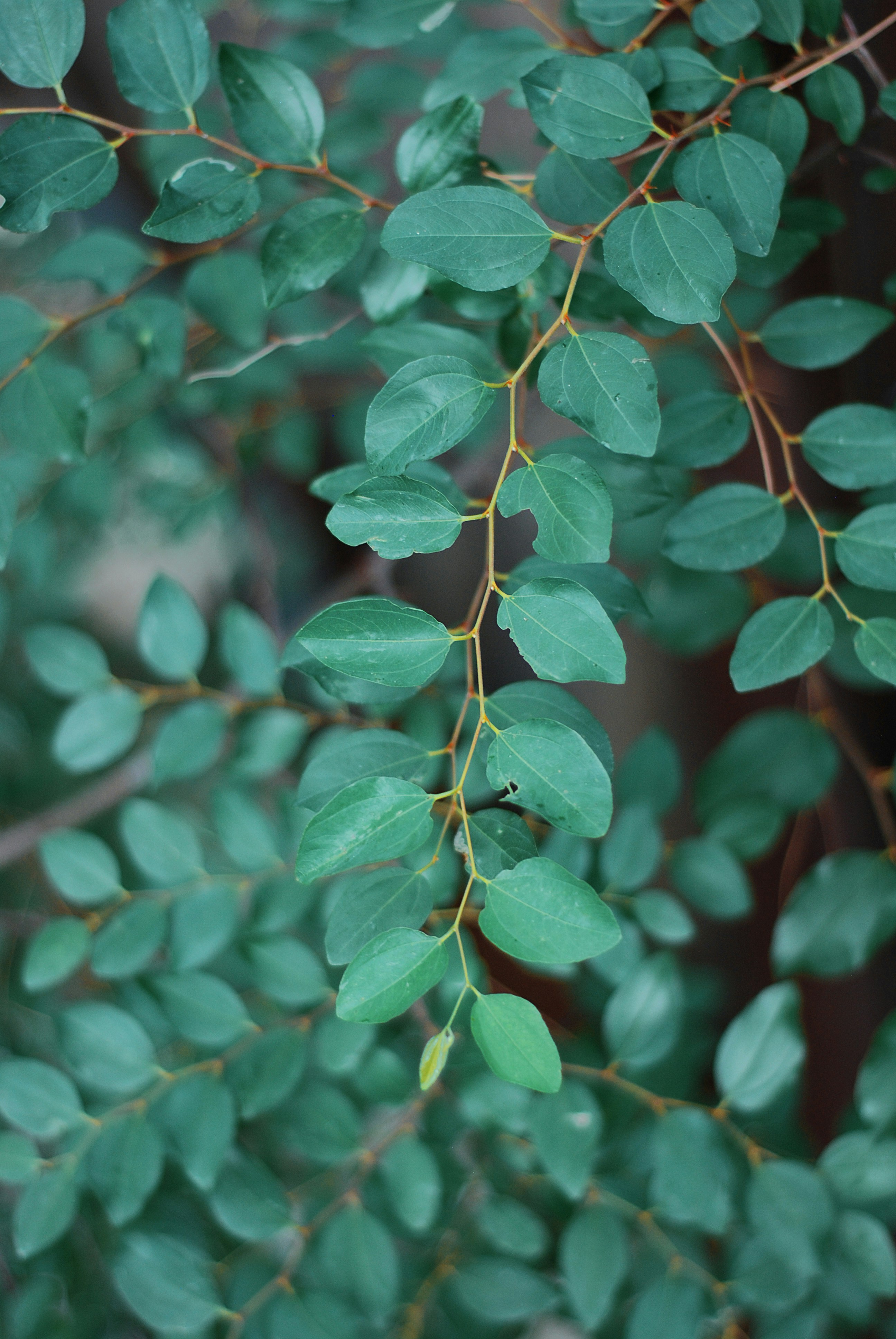 A close up of some leaves photo – Free Russia Image on Unsplash