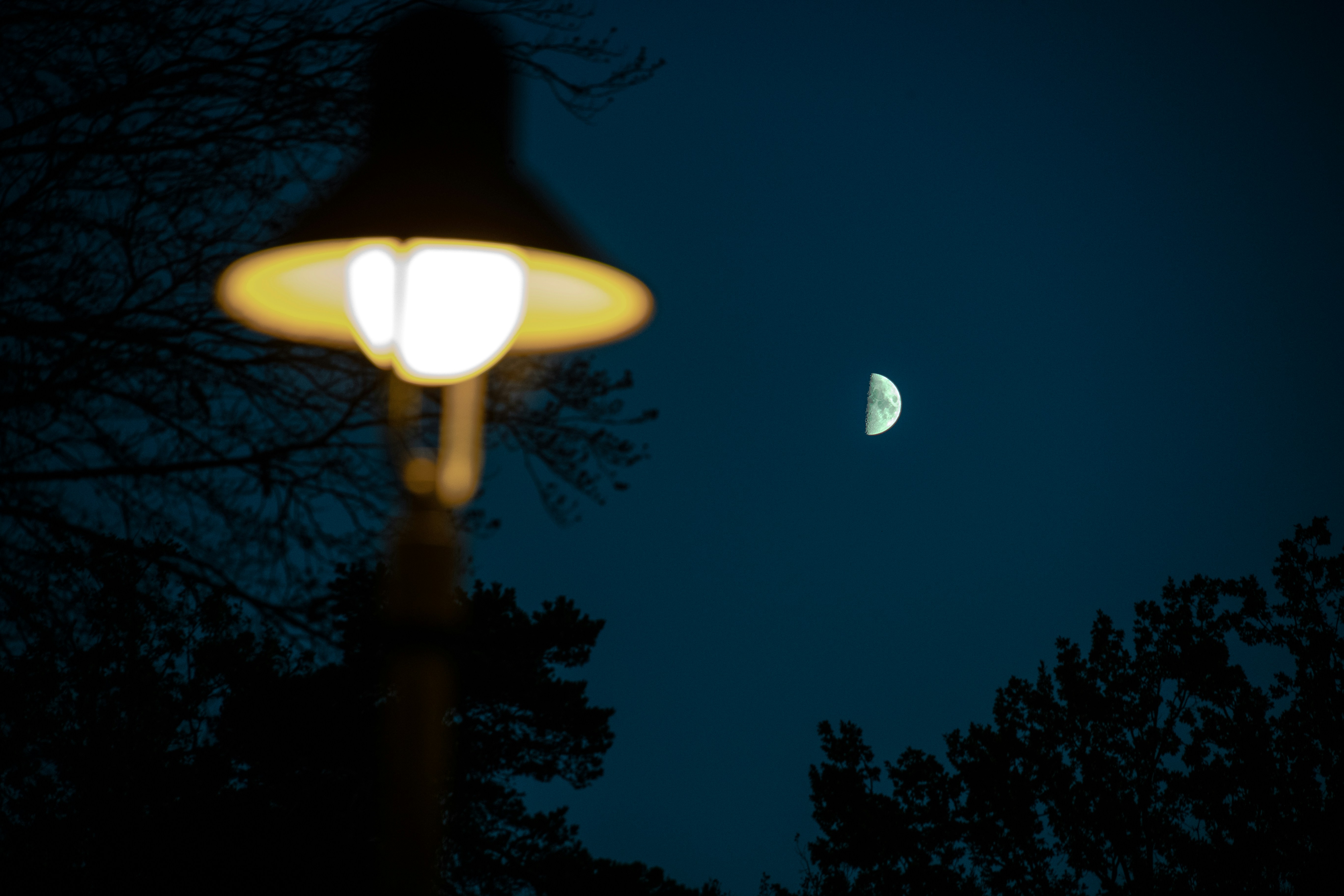 Moonrise Between a Blurred Lantern and Quiet Pines