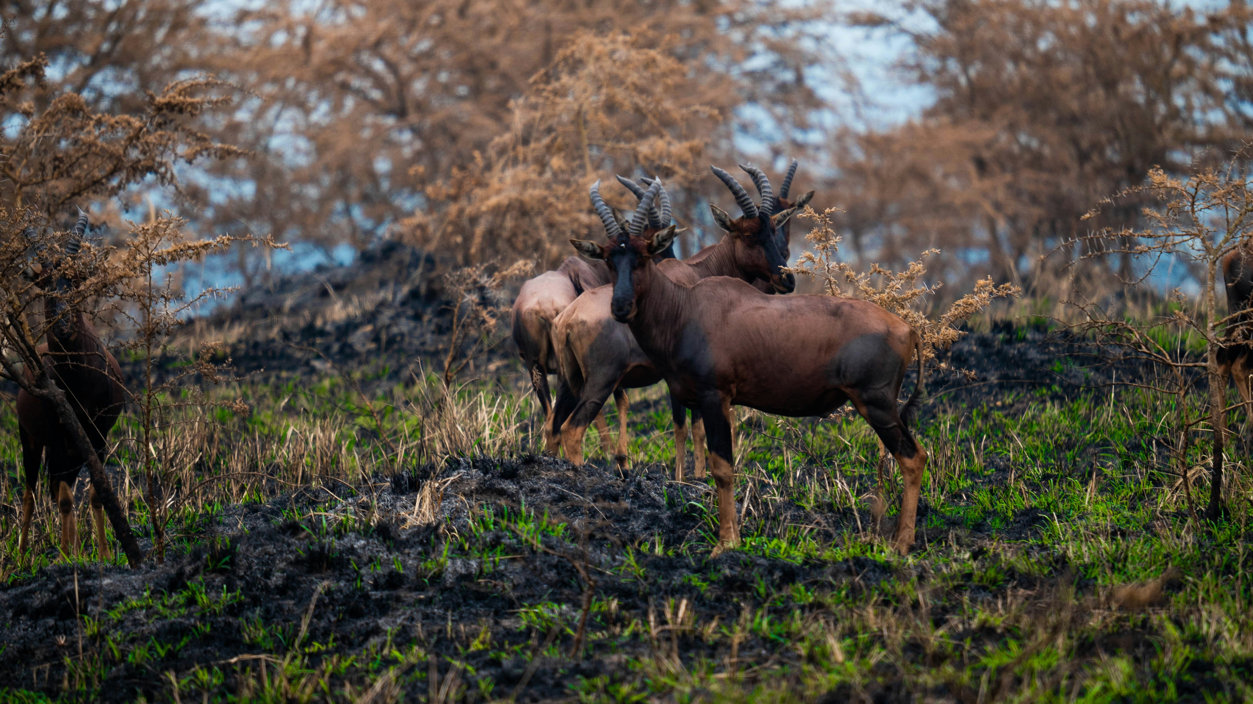 A group of deer in a field photo – Free Uganda Image on Unsplash
