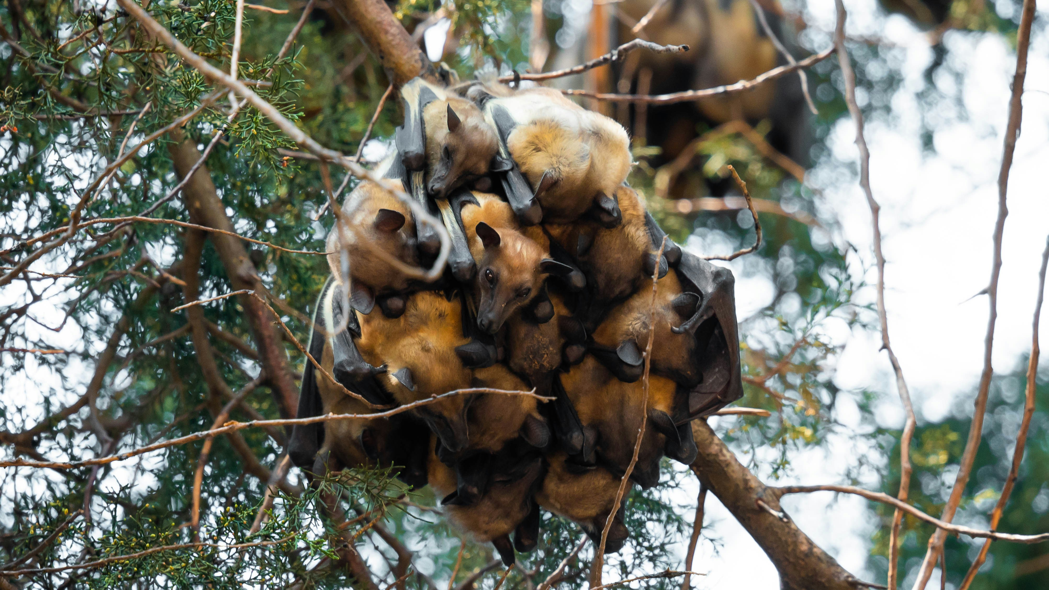 Nocturnal Cluster: Fruit Bats at Rest