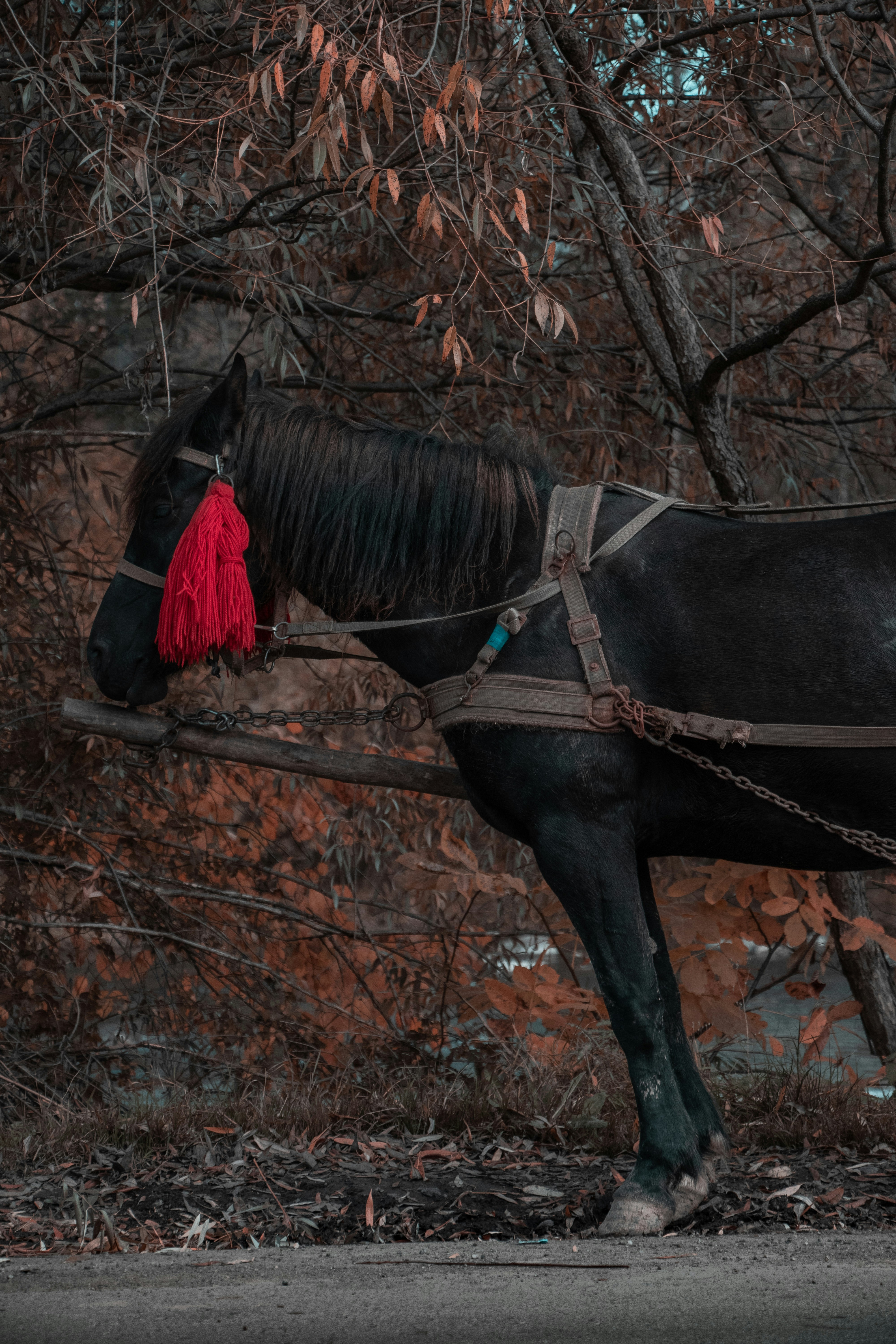 Red Tassel on Dark Horse: Quiet Strength in Autumnal Shade