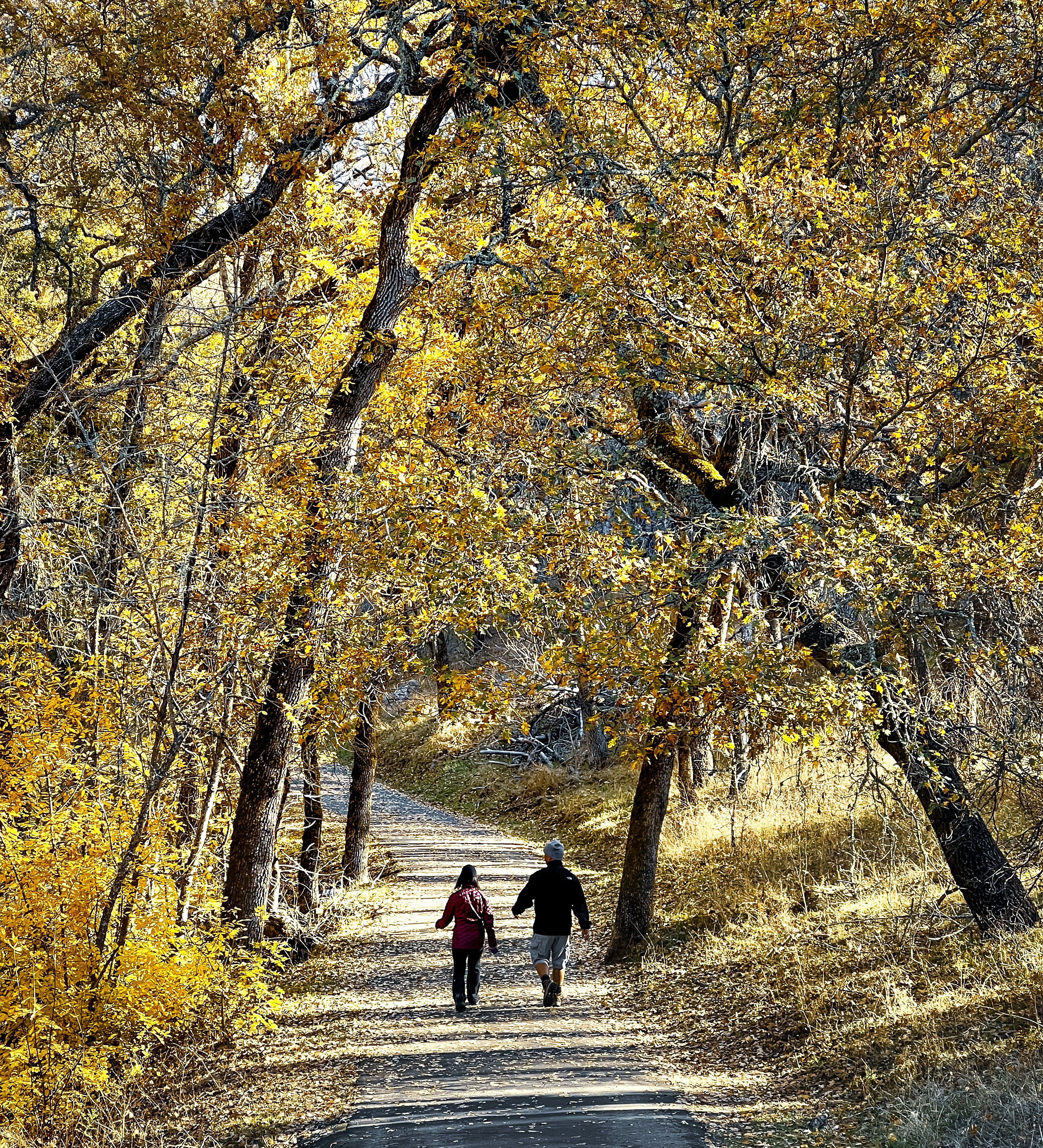 A couple people walking on a path with trees on either side photo ...