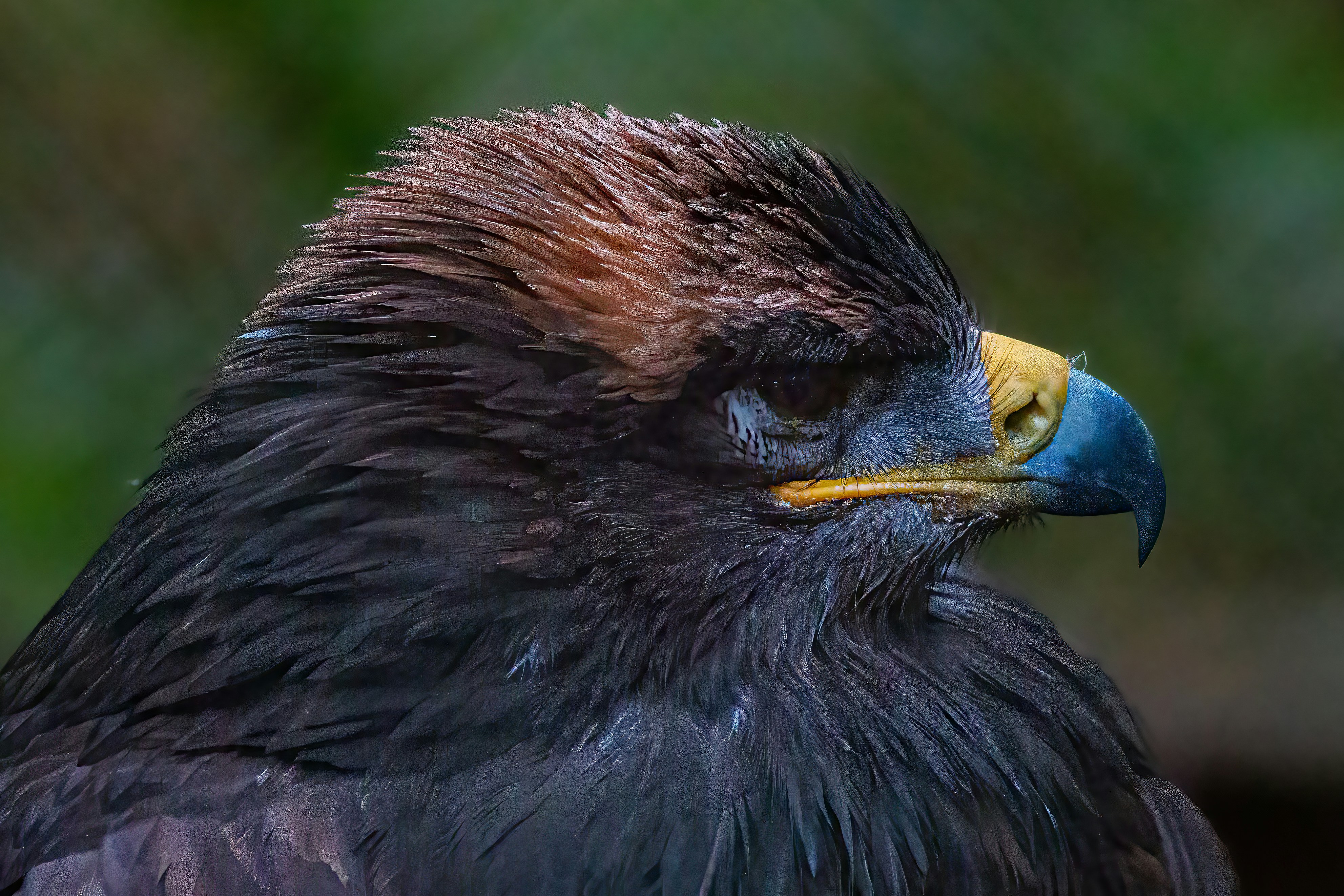 bird of prey face shot by kenny goossen