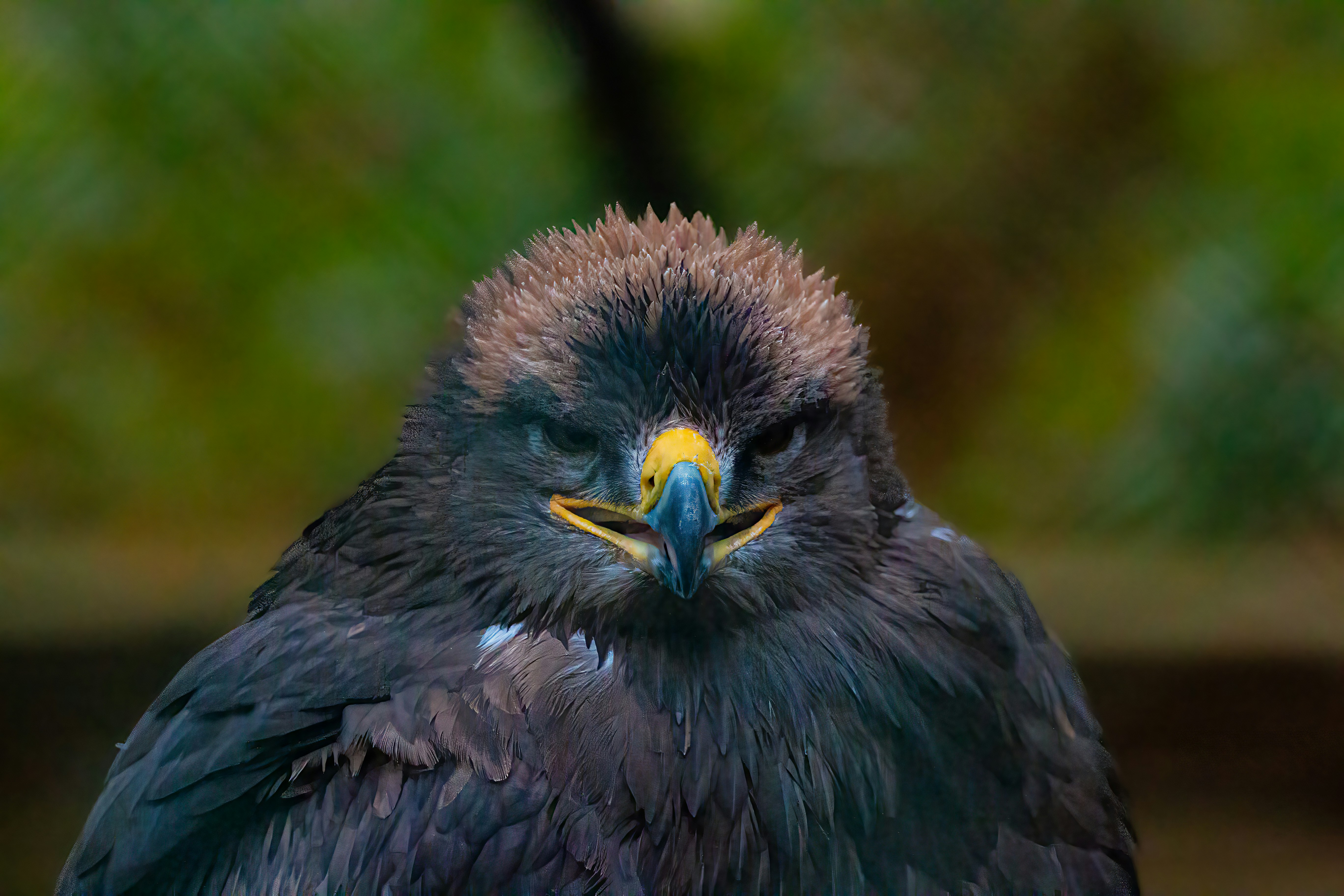 bird of prey shot by kenny goossen