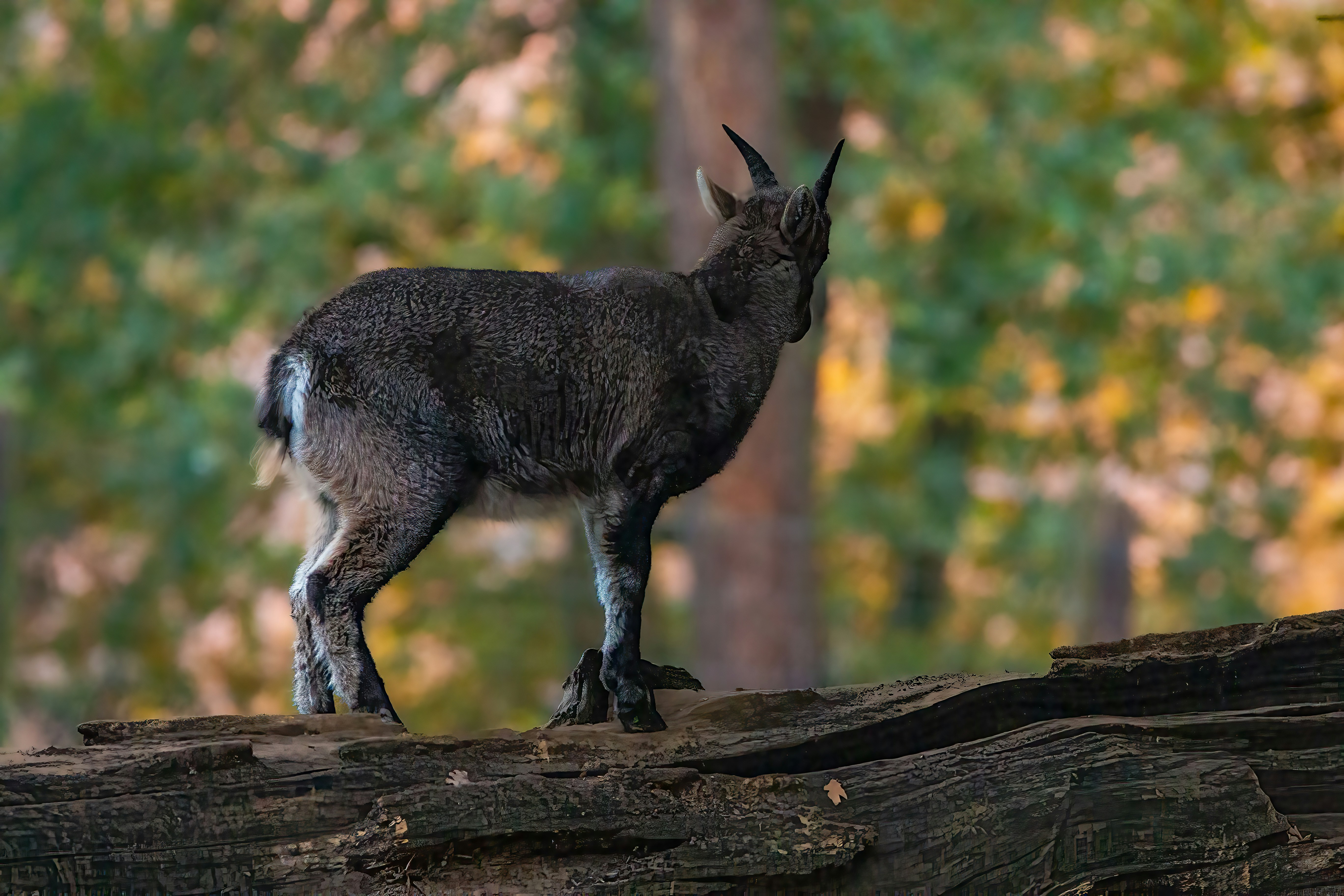 Stout-footed De­er on a Weathered Log in a Dappled Park