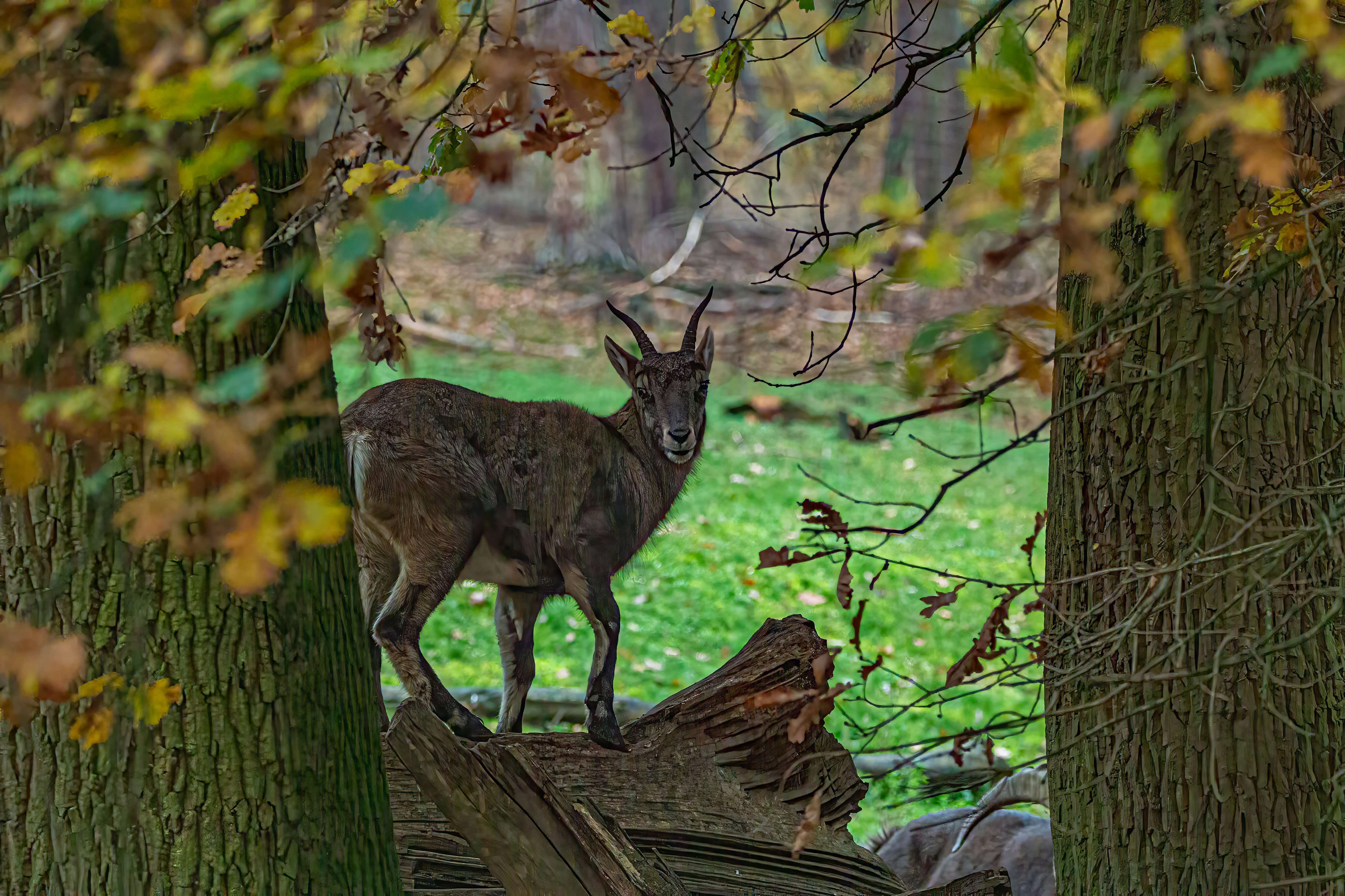 Autumn Sentinel: Deer poised on a weathered log beneath sun-dappled leaves